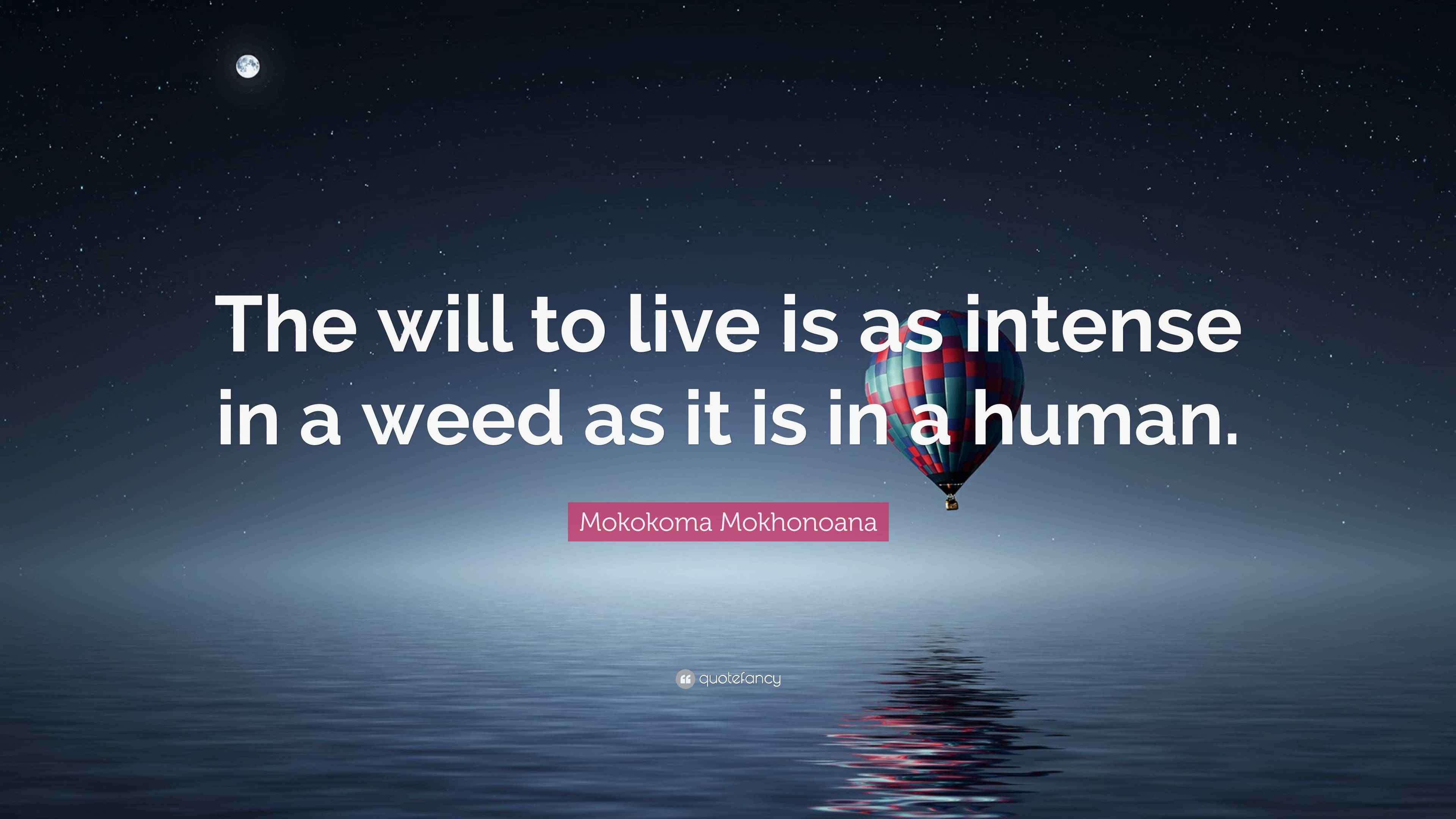 Mokokoma Mokhonoana Quote: “The will to live is as intense in a weed as ...