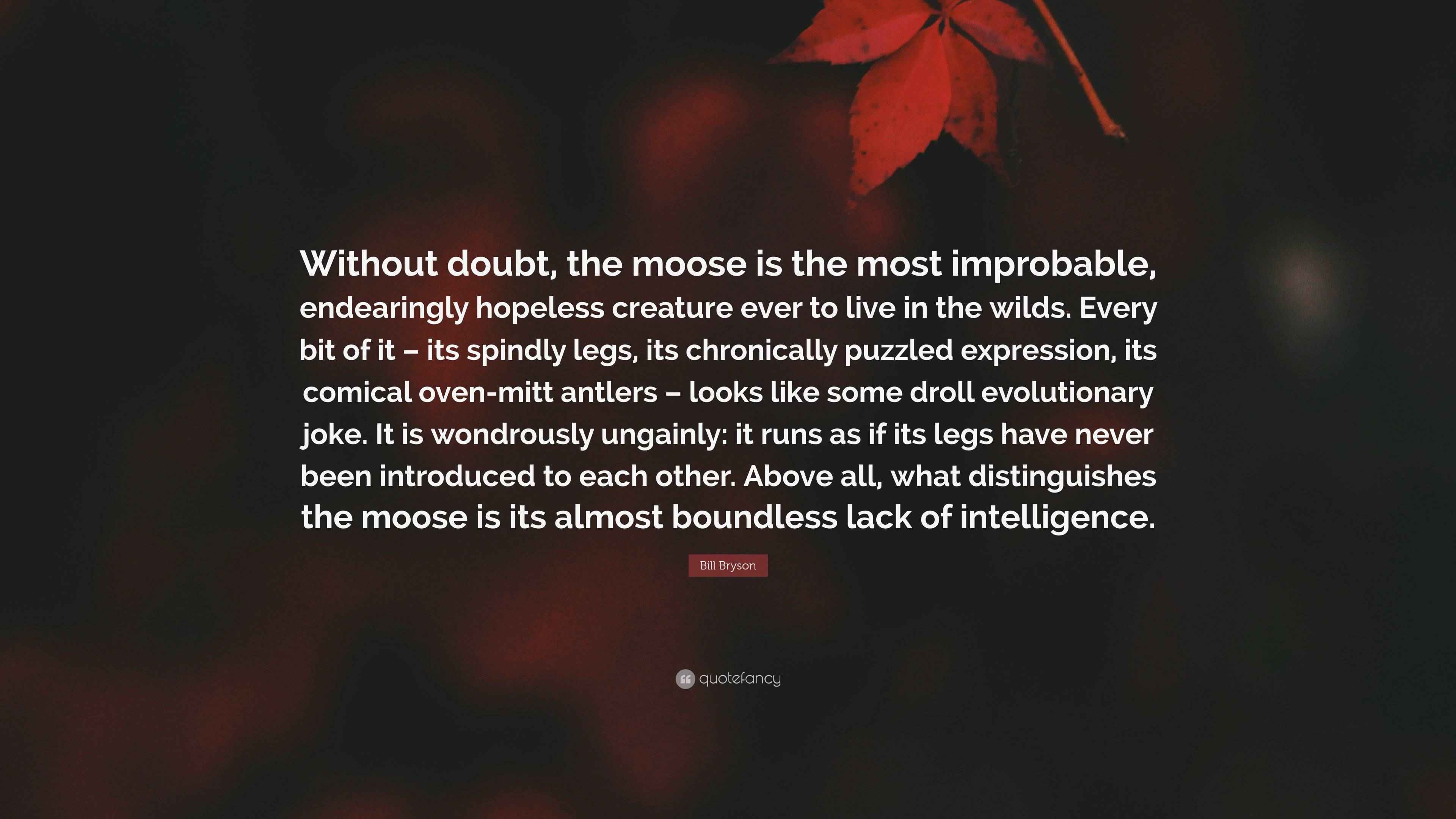 Bill Bryson Quote: “Without doubt, the moose is the most improbable ...