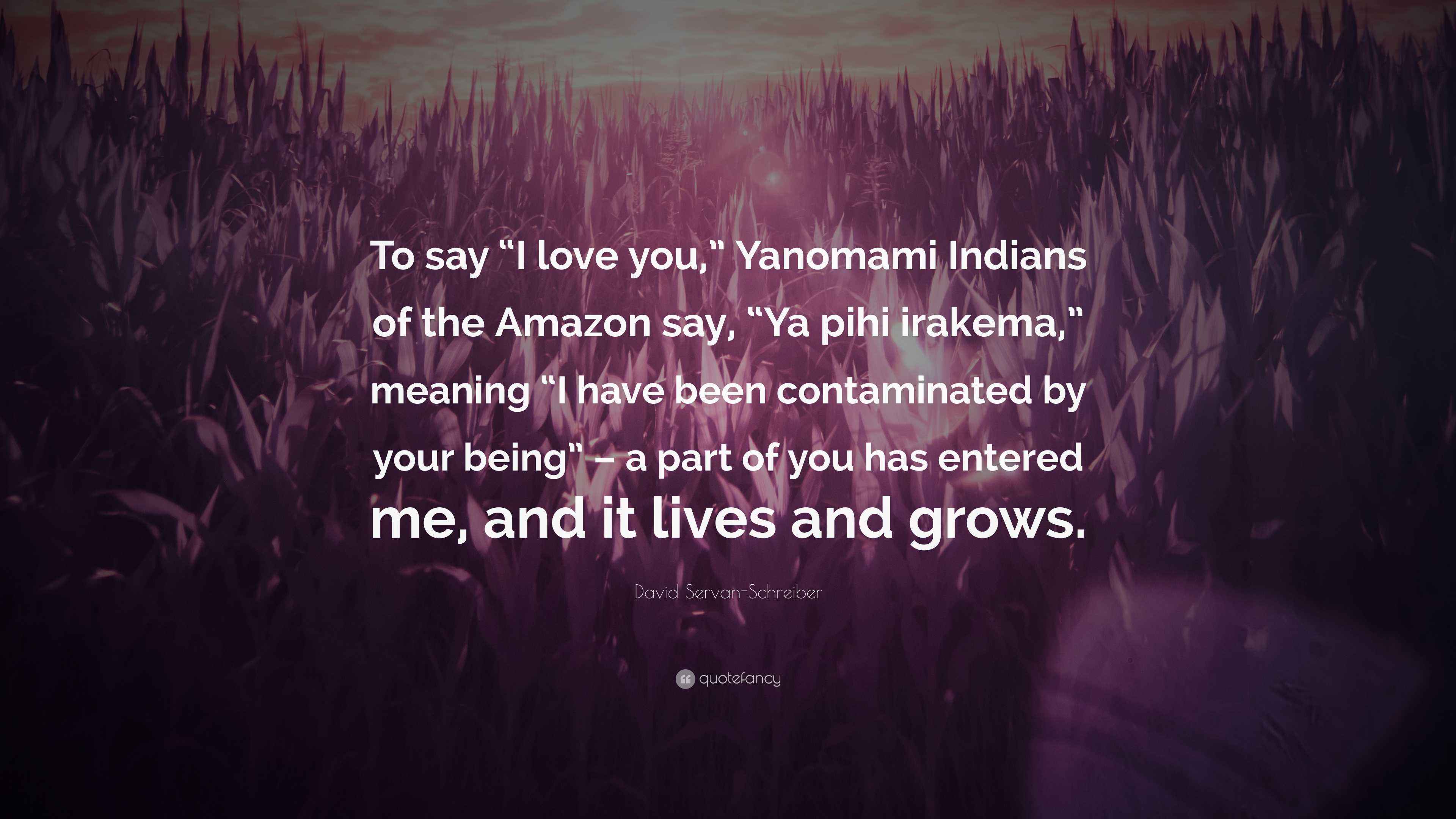 David Servan-Schreiber Quote: “To say “I love you,” Yanomami Indians of ...