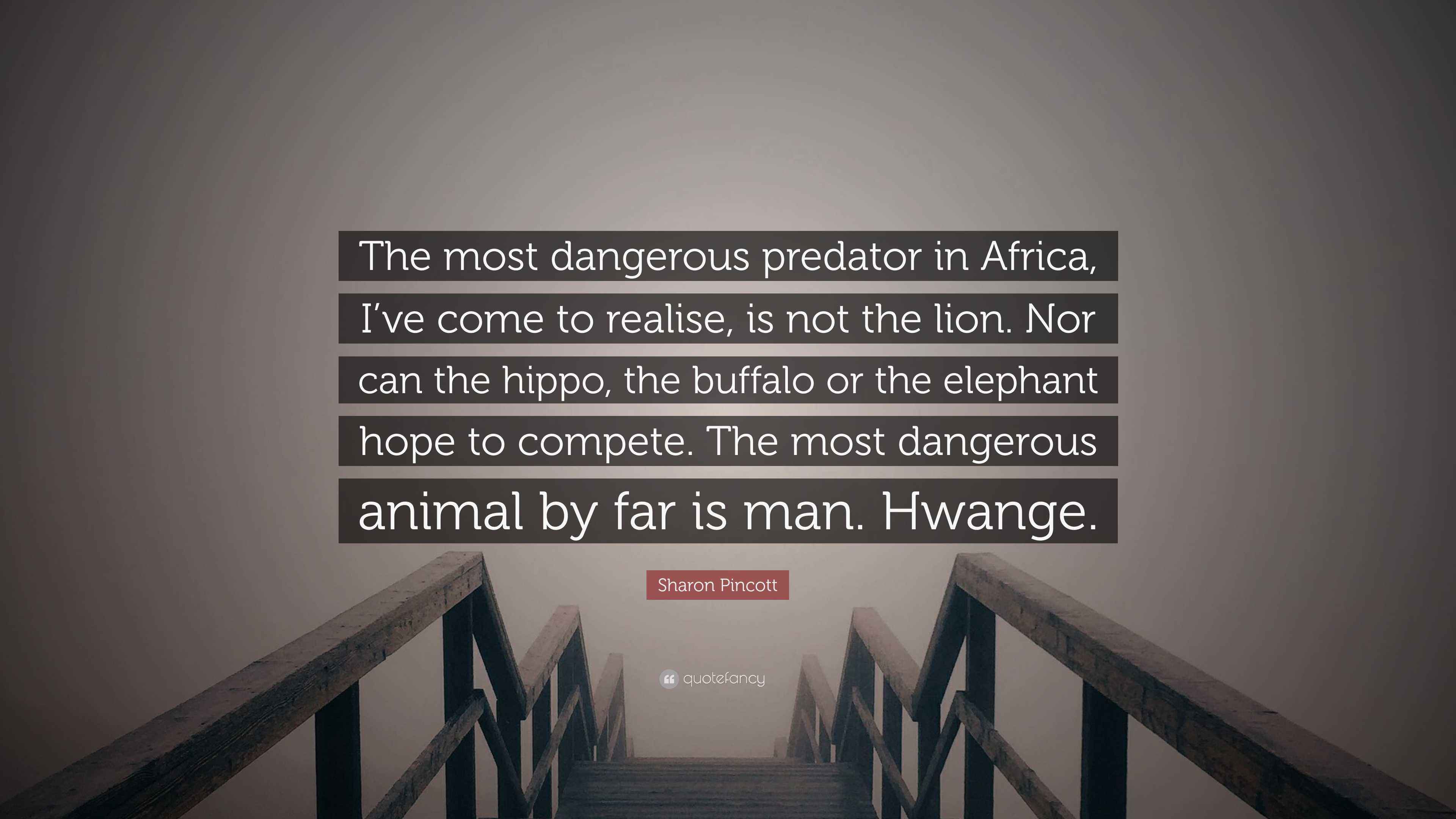 Sharon Pincott Quote: “The most dangerous predator in Africa, I’ve come ...
