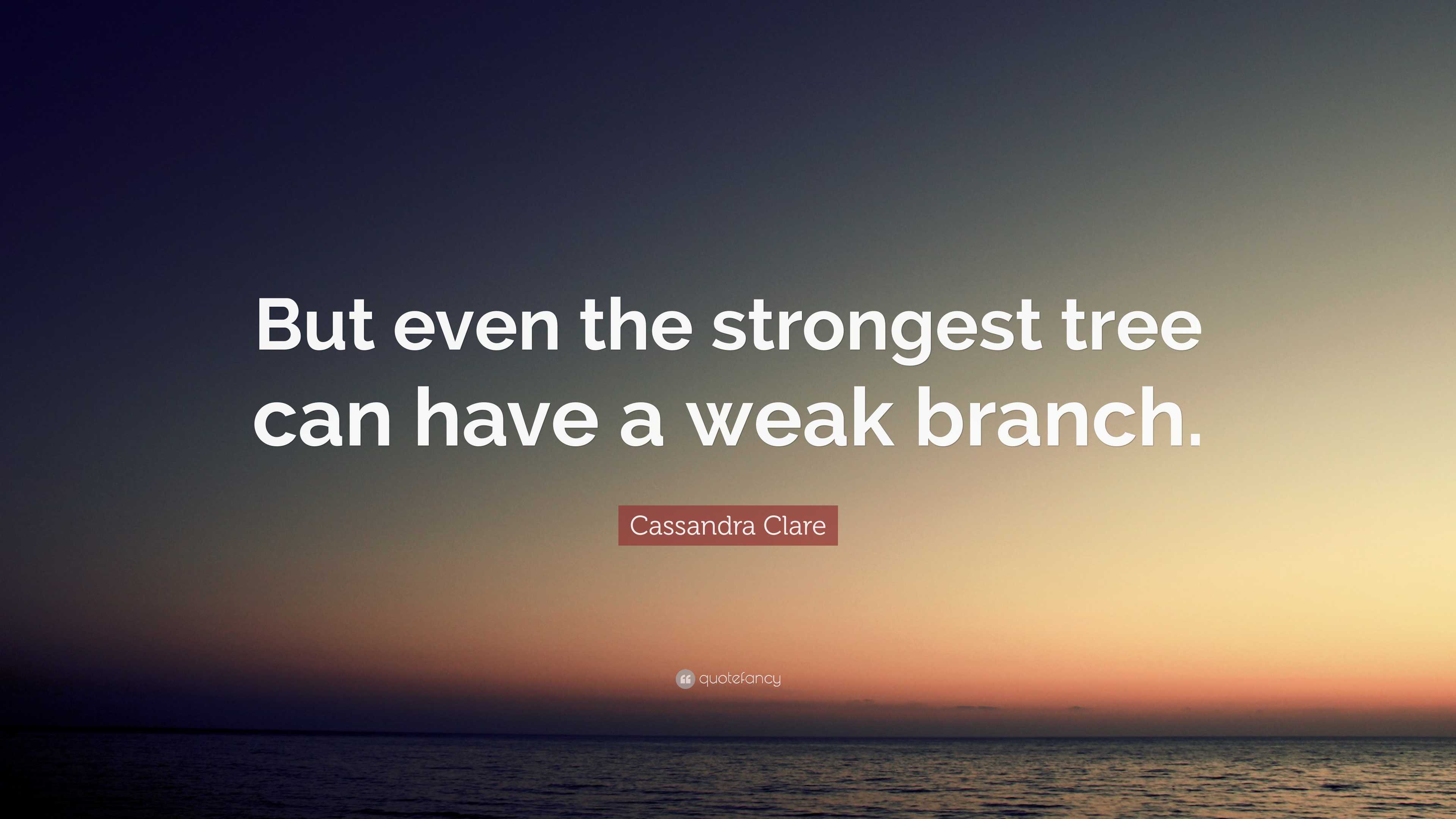 Cassandra Clare Quote: “But even the strongest tree can have a weak ...