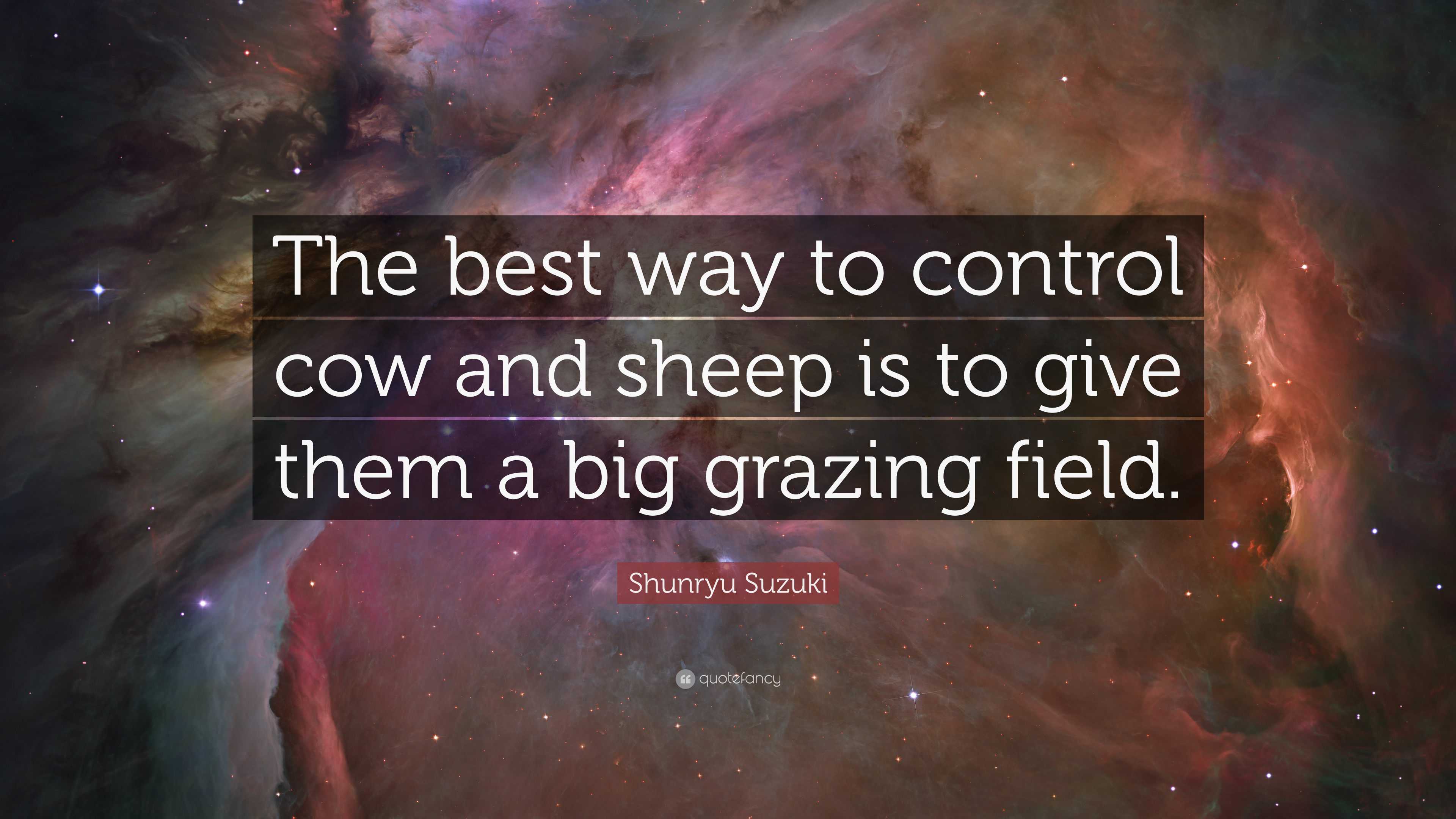 Shunryu Suzuki Quote: “The best way to control cow and sheep is to give ...