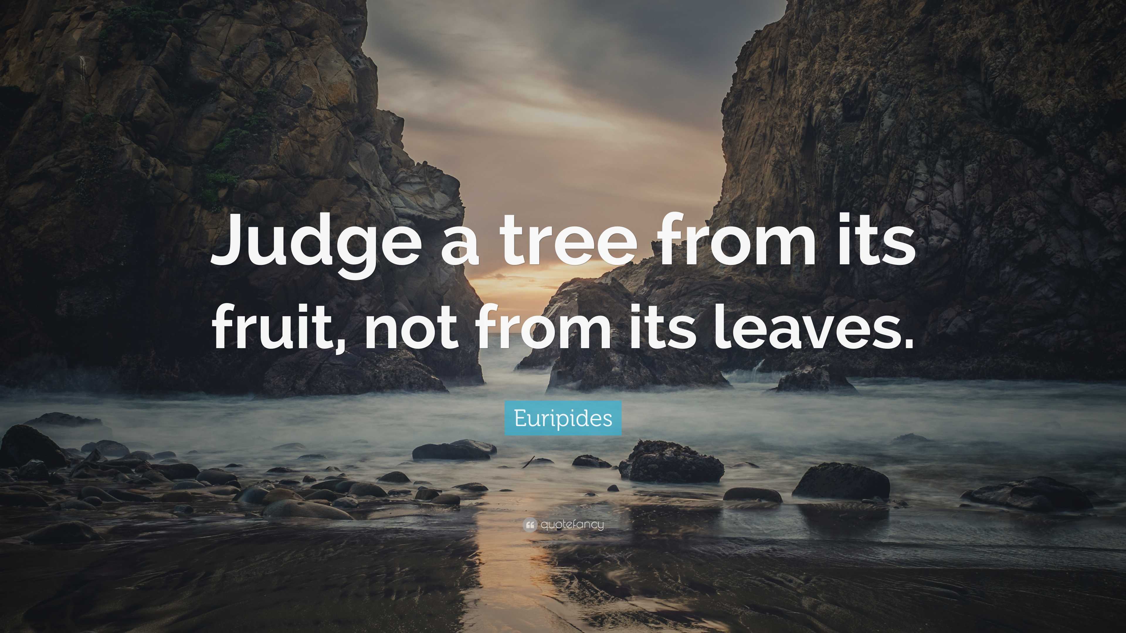 Euripides Quote: “Judge a tree from its fruit, not from its leaves.”