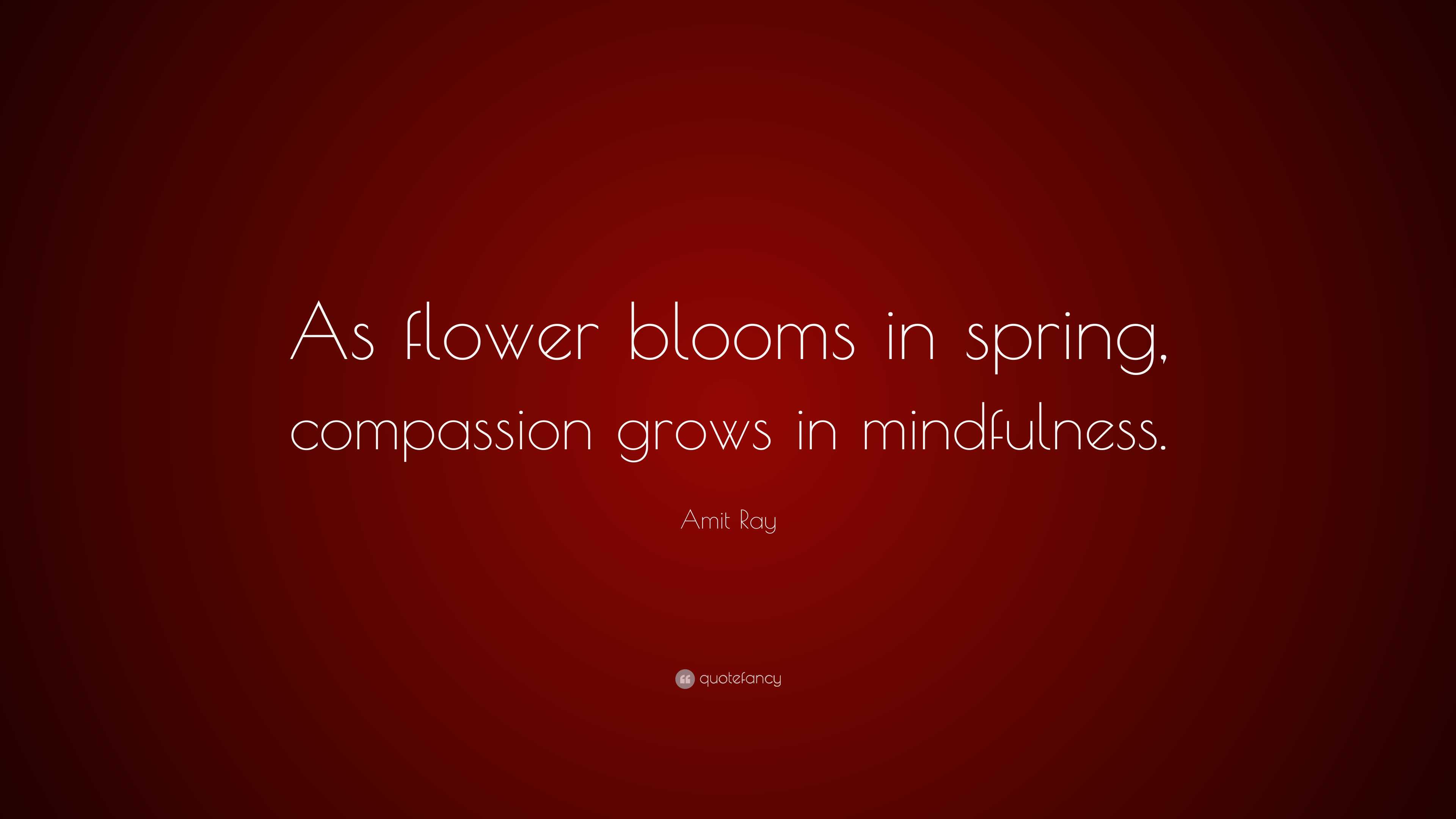 Amit Ray Quote: “As flower blooms in spring, compassion grows in ...