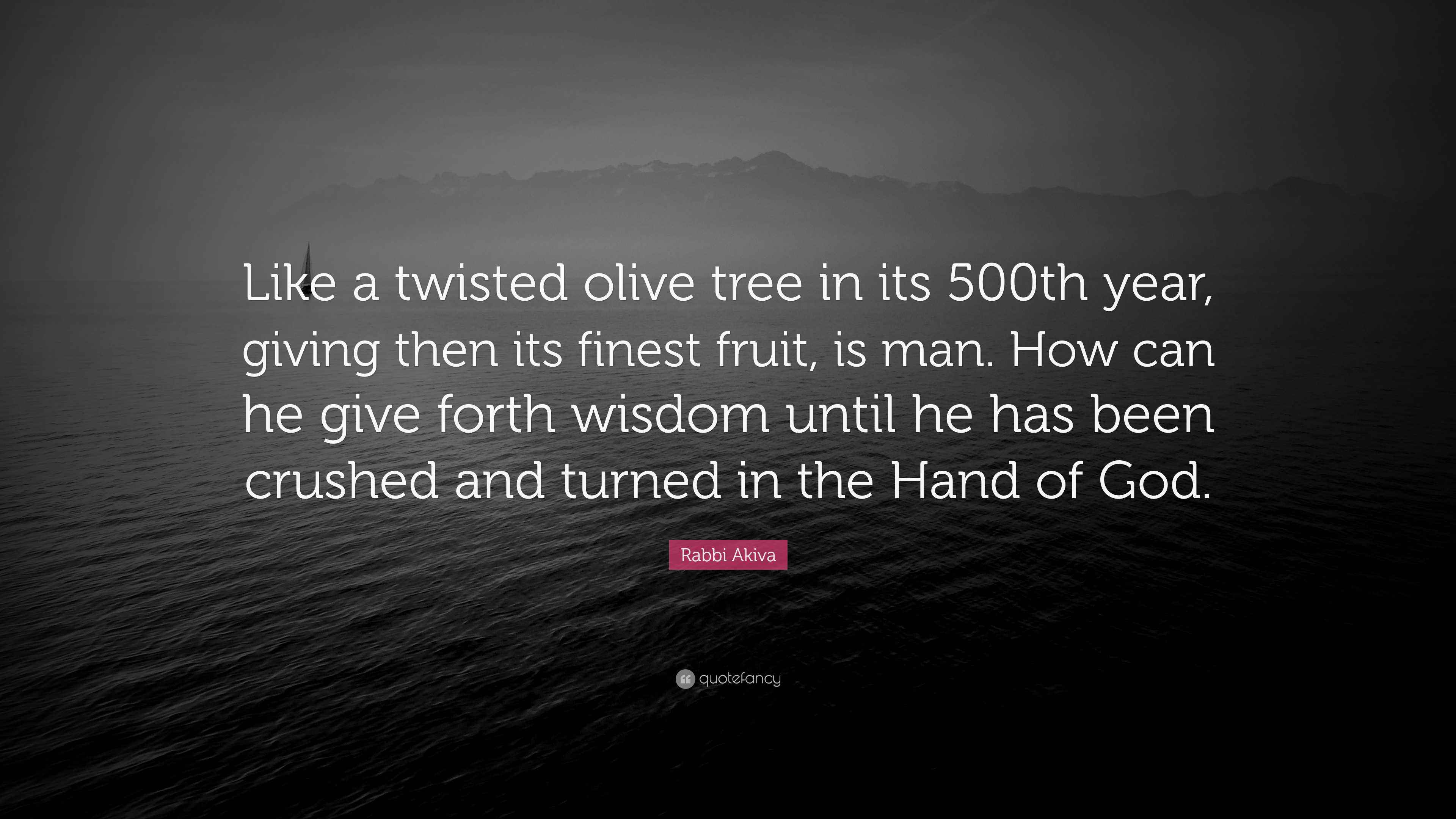 Rabbi Akiva Quote: “Like a twisted olive tree in its 500th year, giving ...