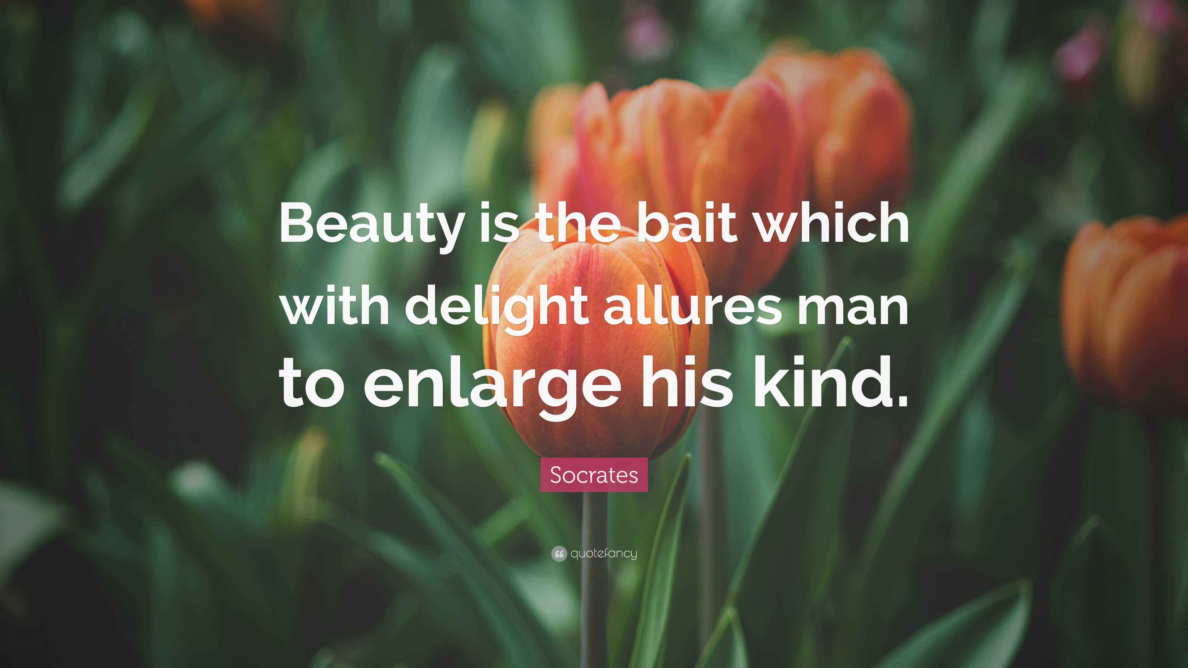 Socrates Quote: “Beauty is the bait which with delight allures man to ...