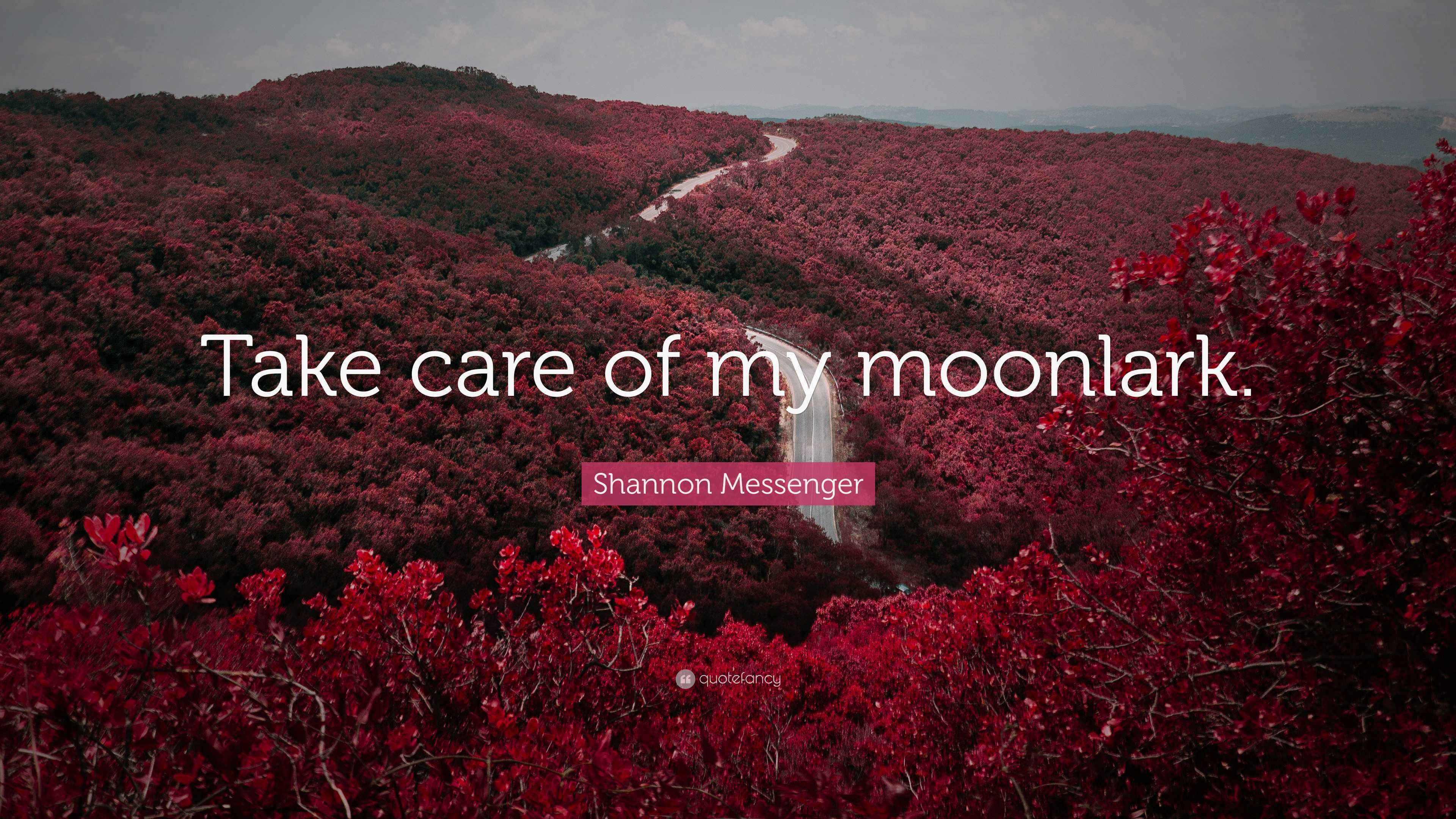 Shannon Messenger Quote: “Take care of my moonlark.”