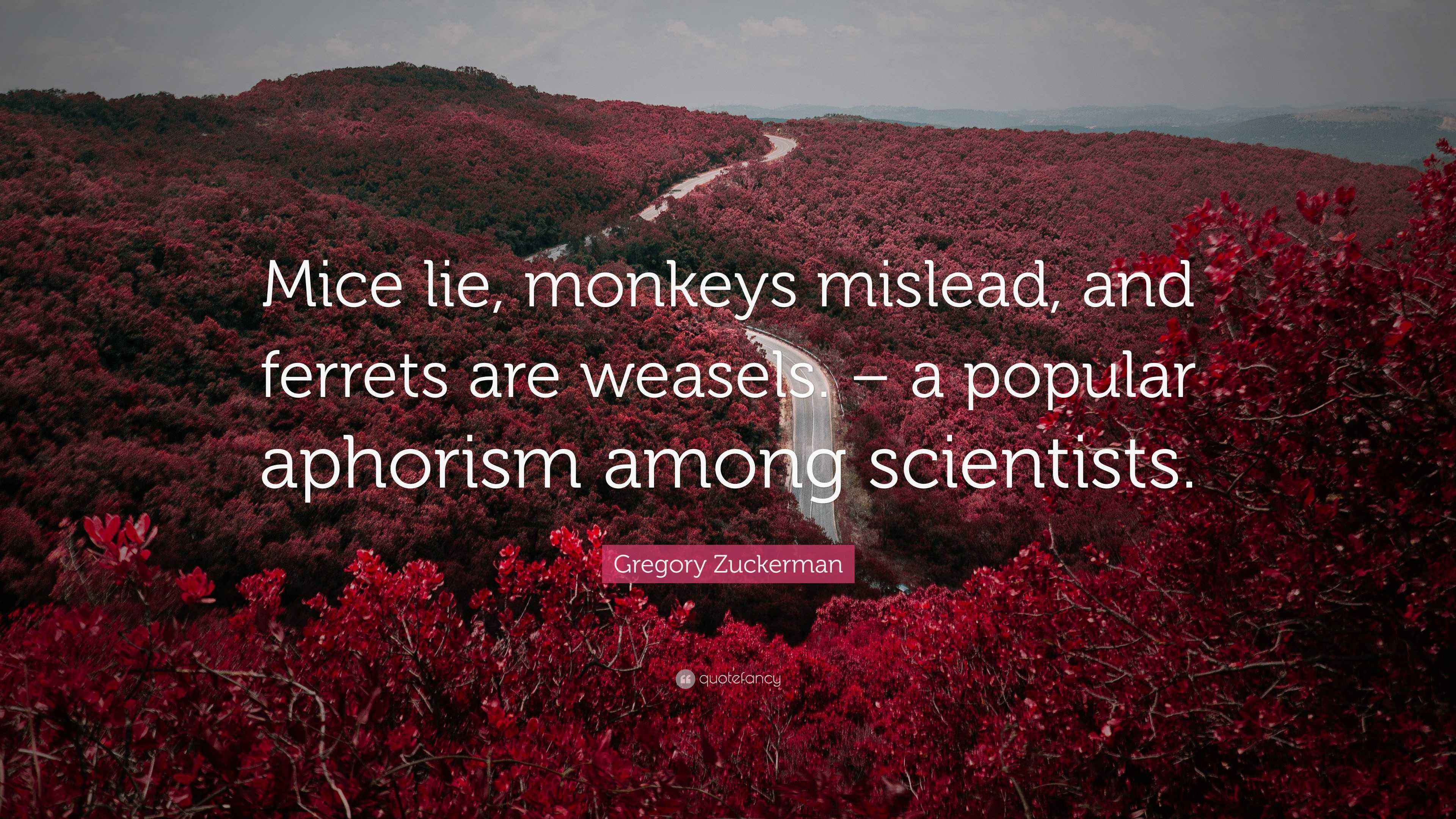 Gregory Zuckerman Quote: “Mice lie, monkeys mislead, and ferrets are ...