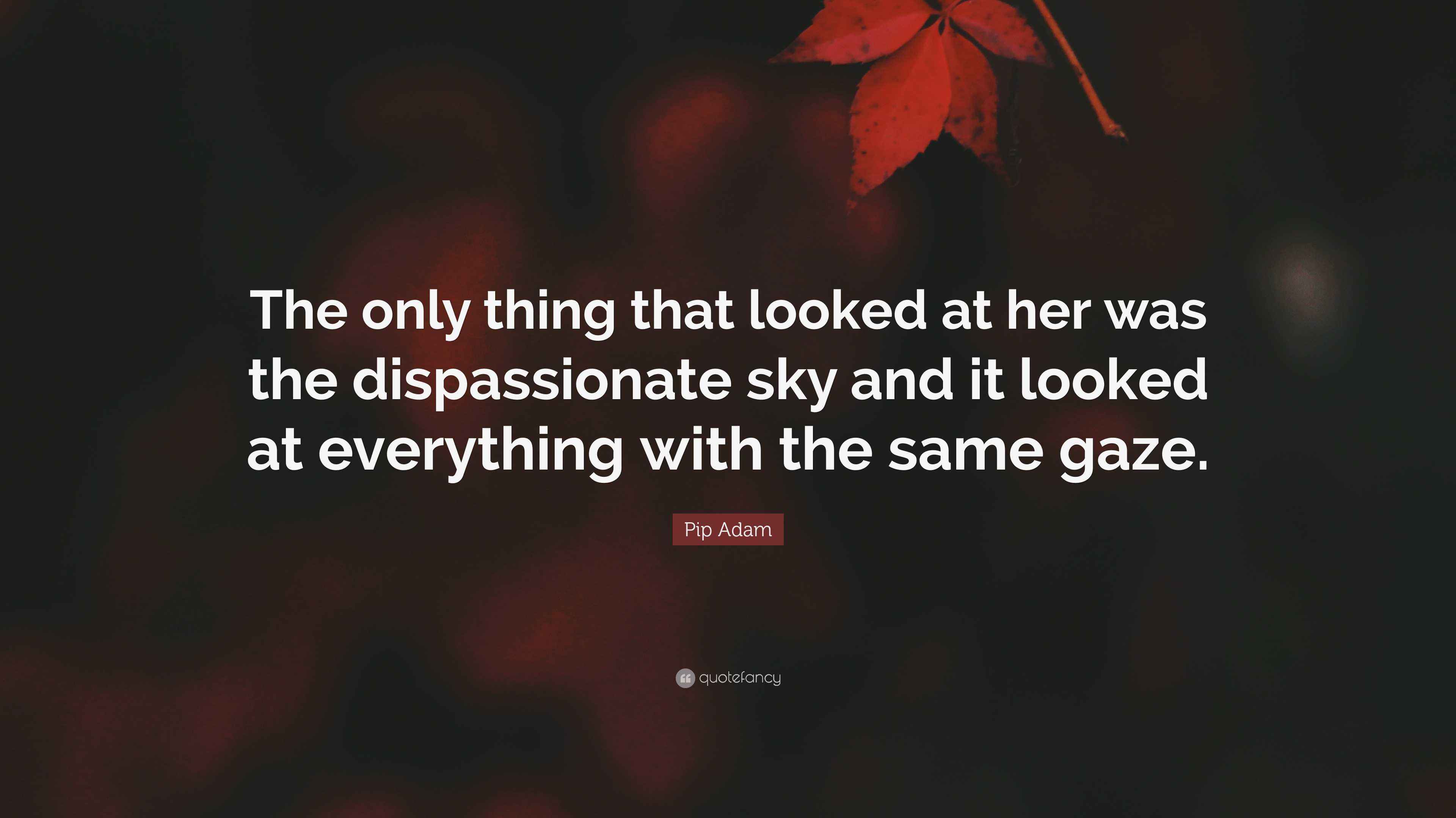 Pip Adam Quote: “The only thing that looked at her was the ...