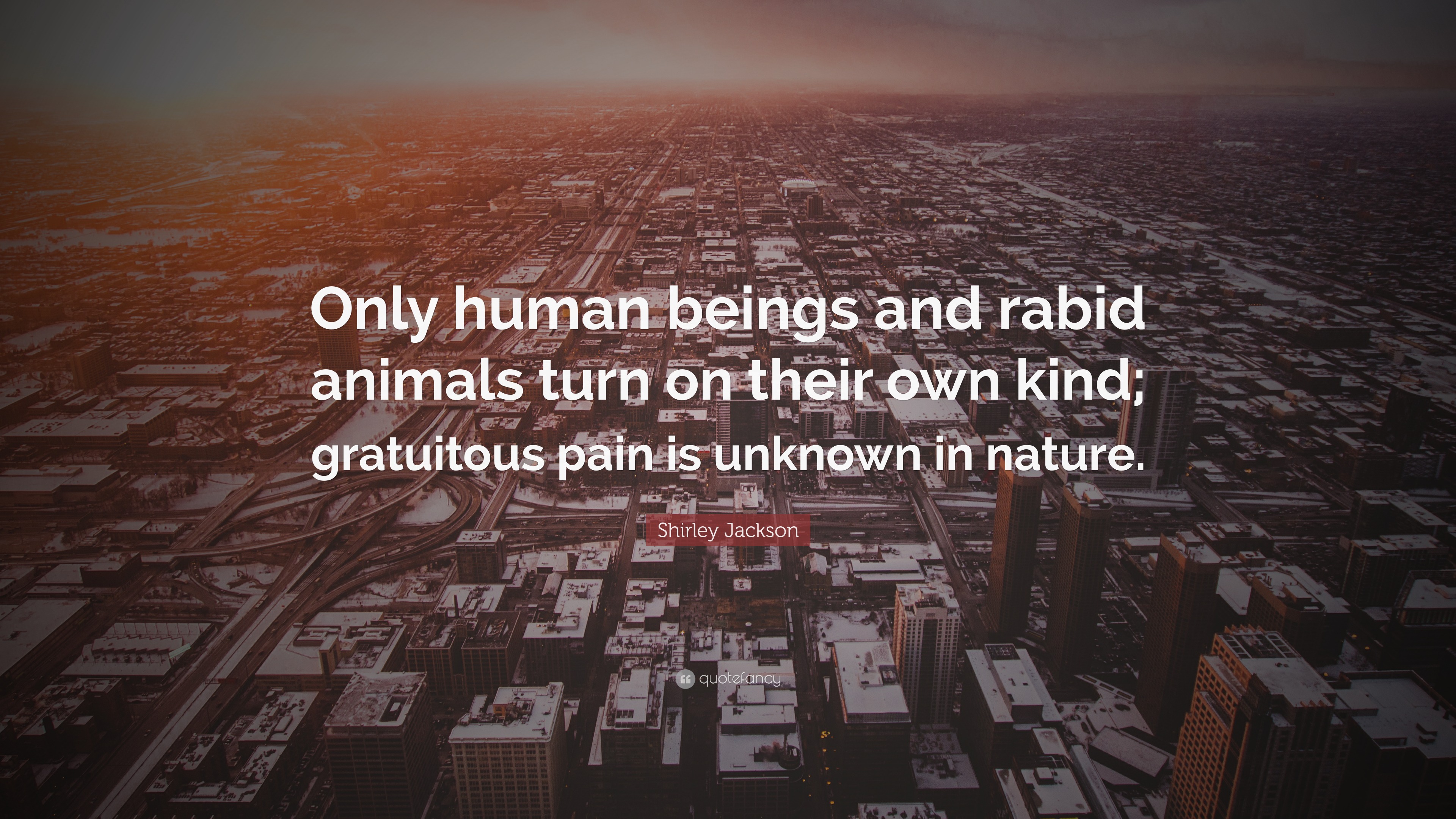 Shirley Jackson Quote: “Only human beings and rabid animals turn on ...