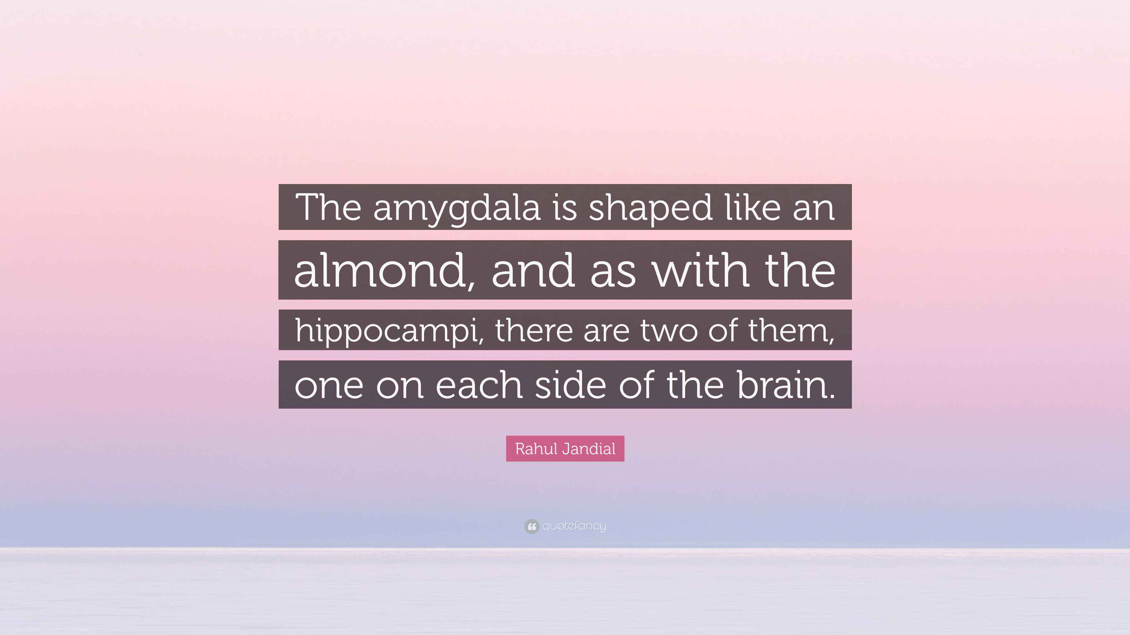 Rahul Jandial Quote: “The amygdala is shaped like an almond, and as ...