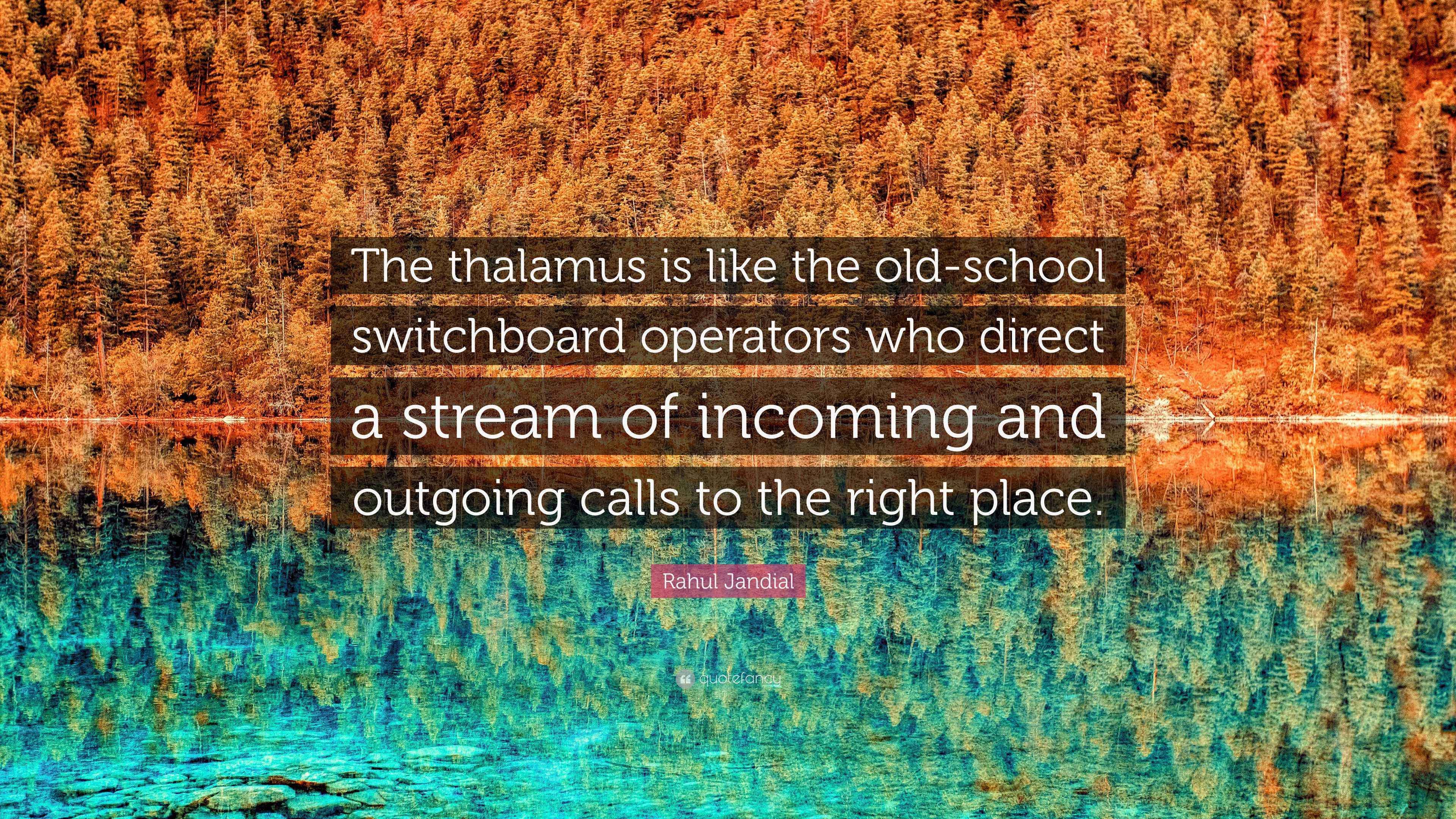 Rahul Jandial Quote: “The thalamus is like the old-school switchboard ...