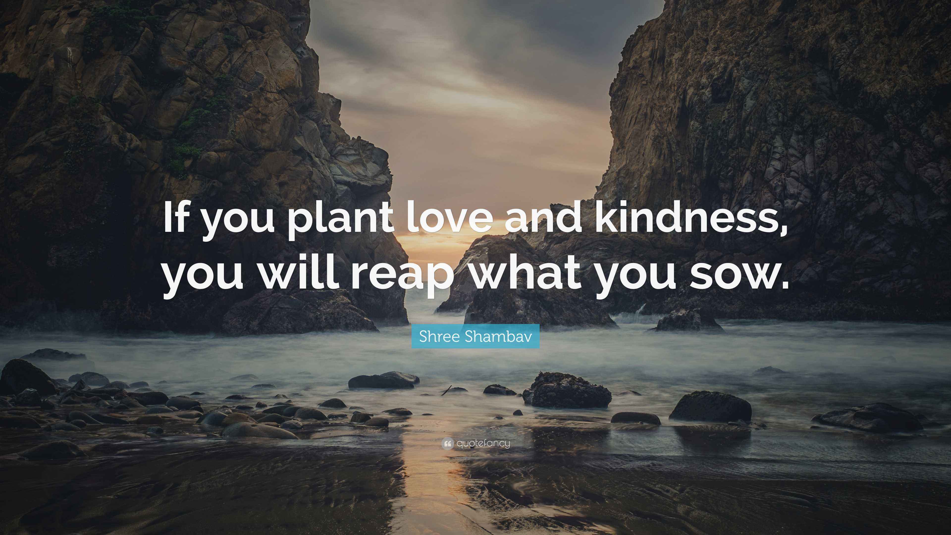 Shree Shambav Quote: “If you plant love and kindness, you will reap ...