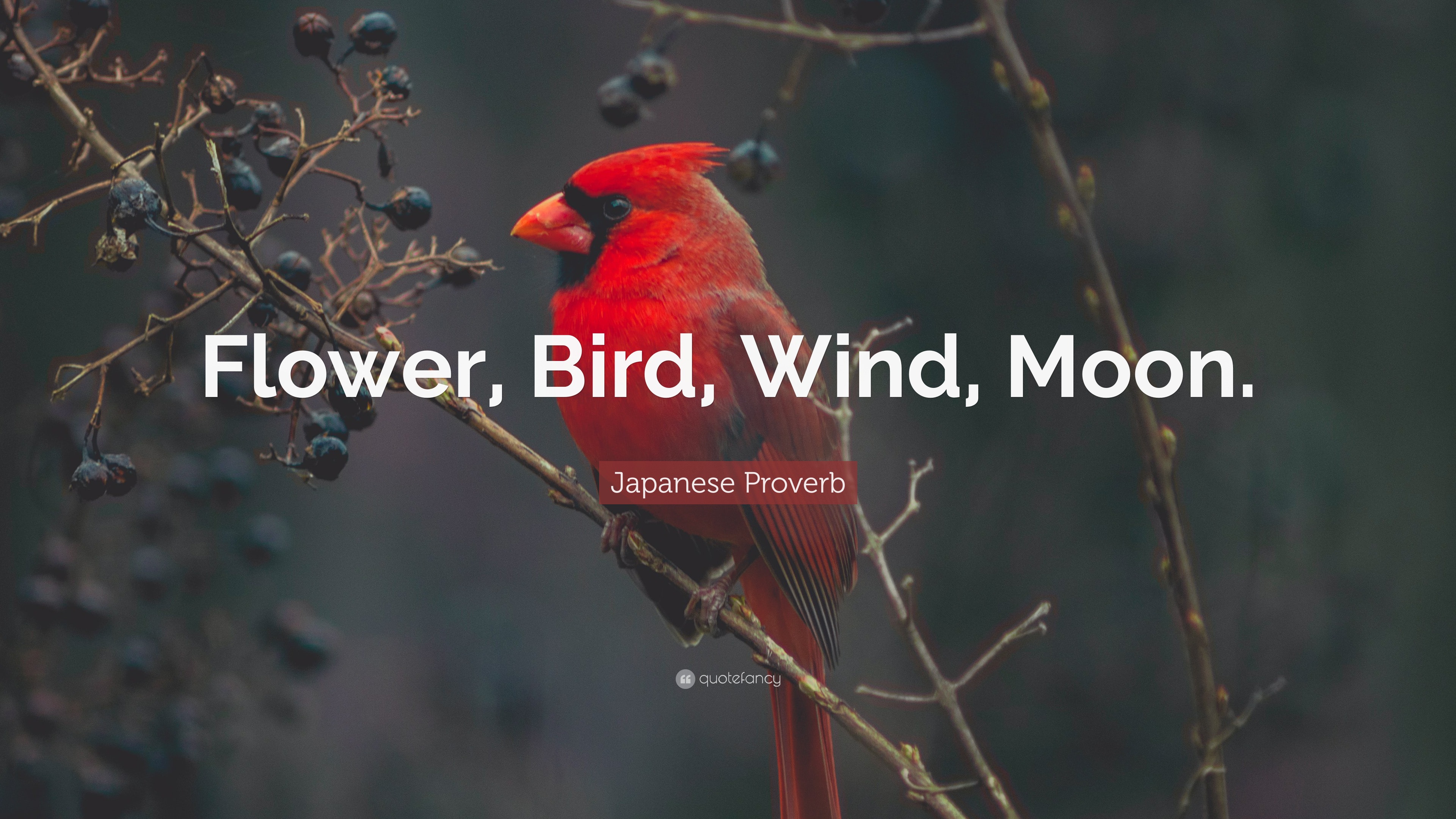Japanese Proverb Quote: “Flower, Bird, Wind, Moon.”