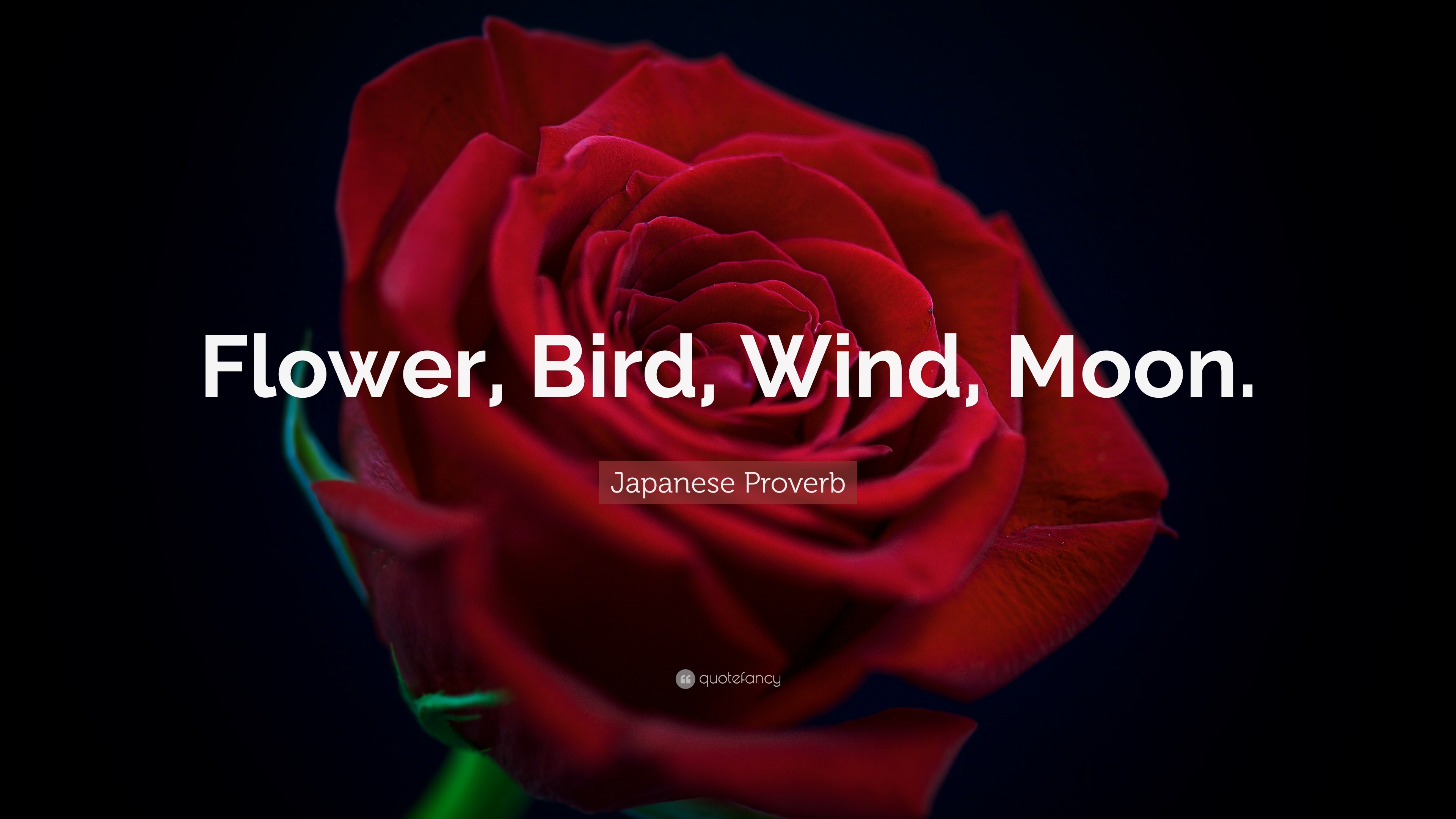 Japanese Proverb Quote: “Flower, Bird, Wind, Moon.”