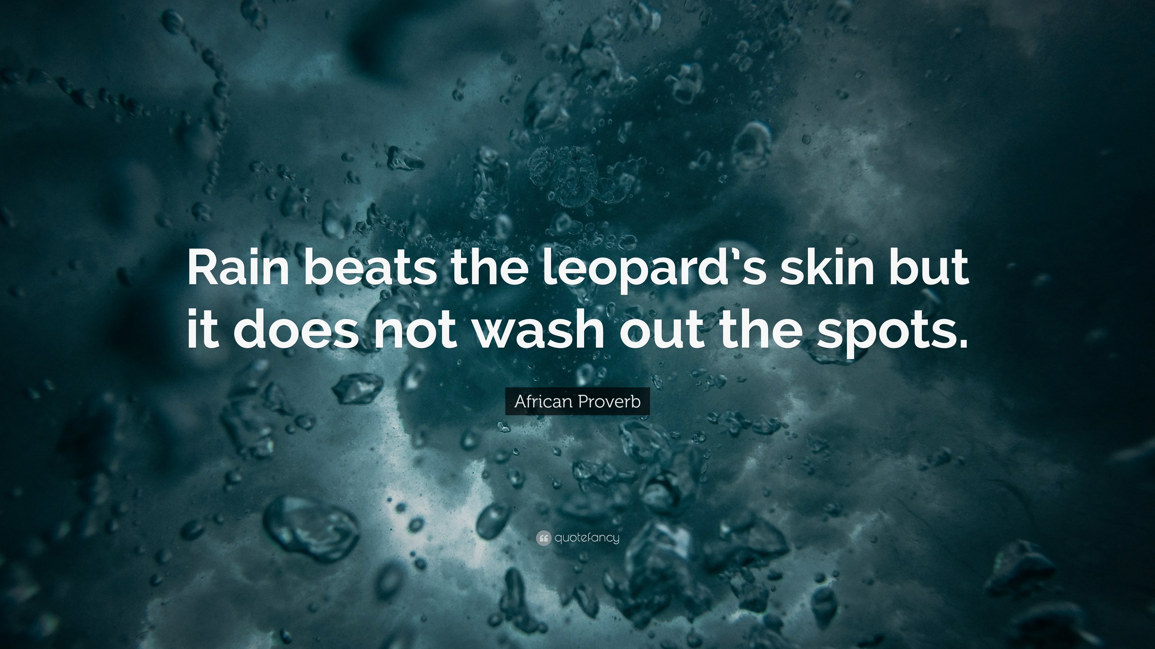 African Proverb Quote: “Rain beats the leopard’s skin but it does not ...