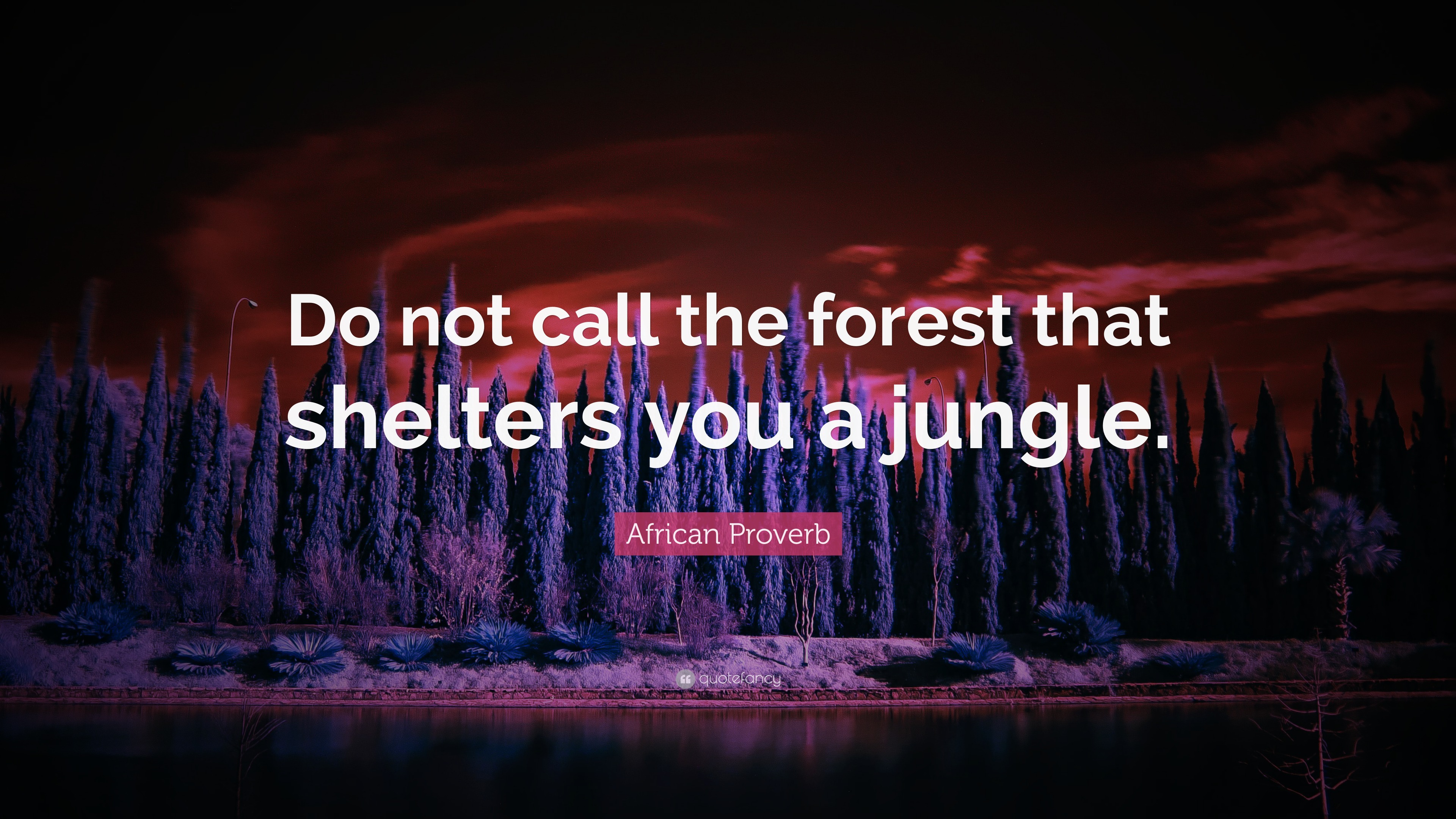 African Proverb Quote: “Do not call the forest that shelters you a jungle.”