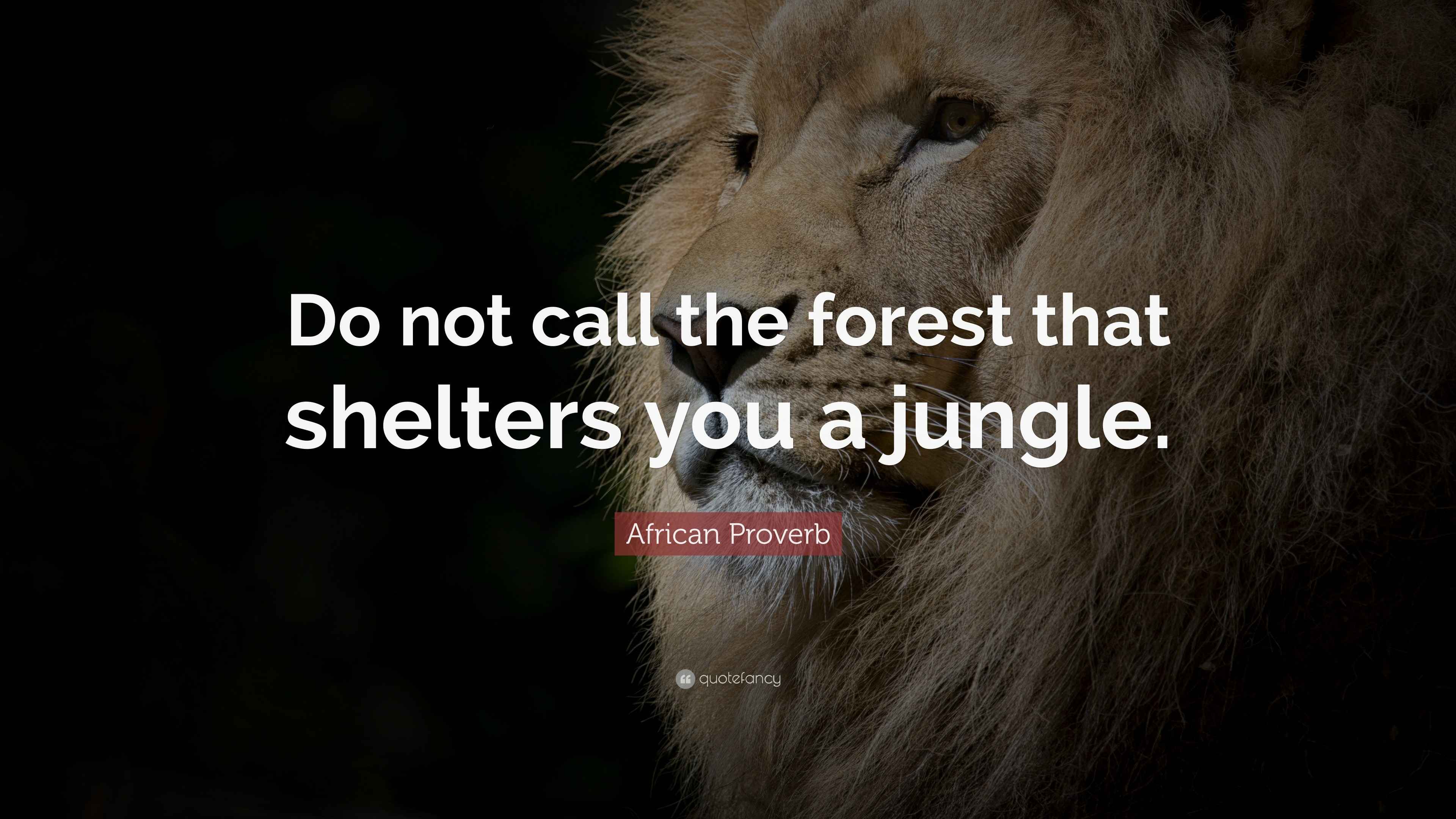 African Proverb Quote: “Do not call the forest that shelters you a jungle.”