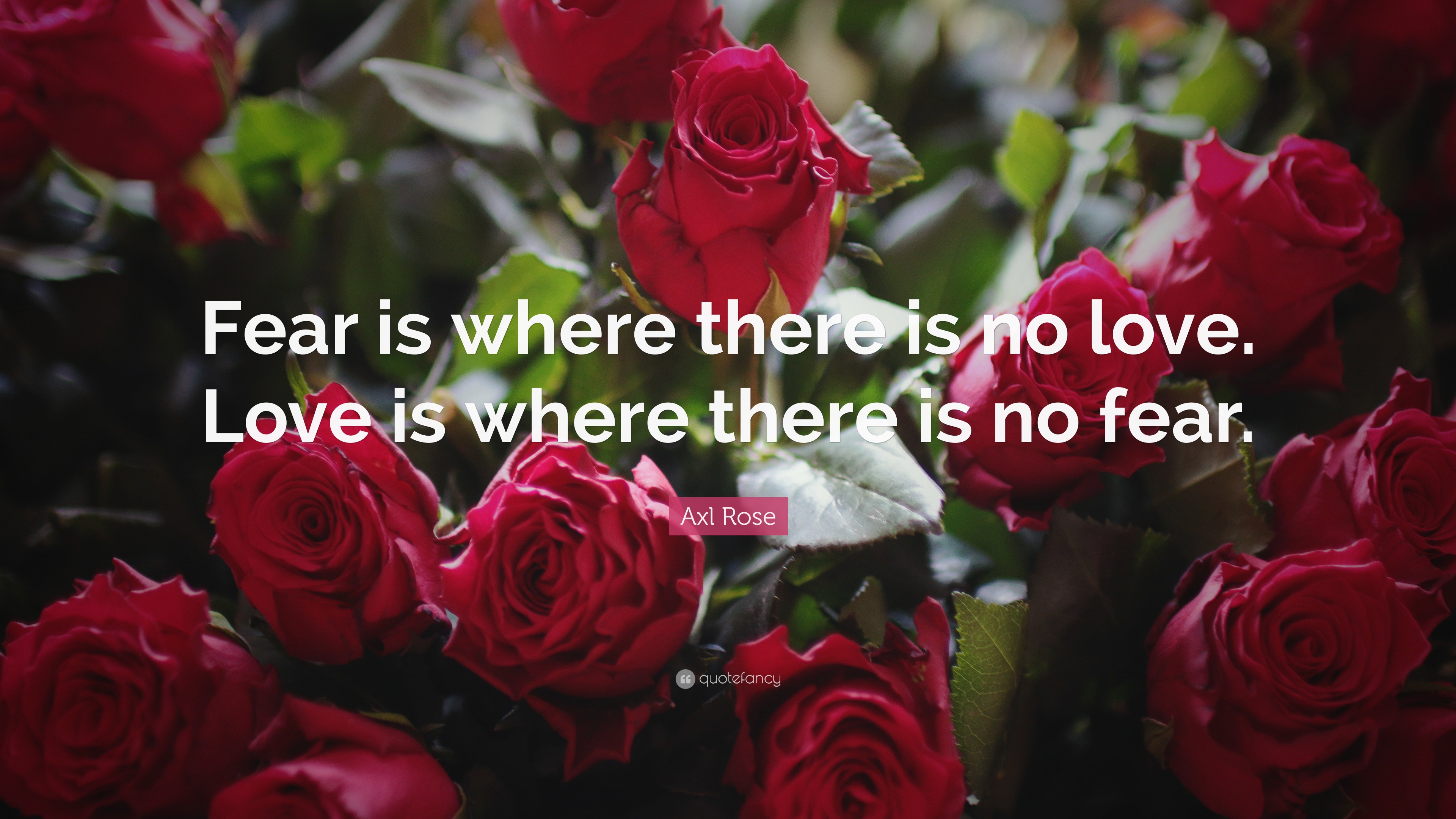 Axl Rose Quote: “Fear is where there is no love. Love is where there is ...