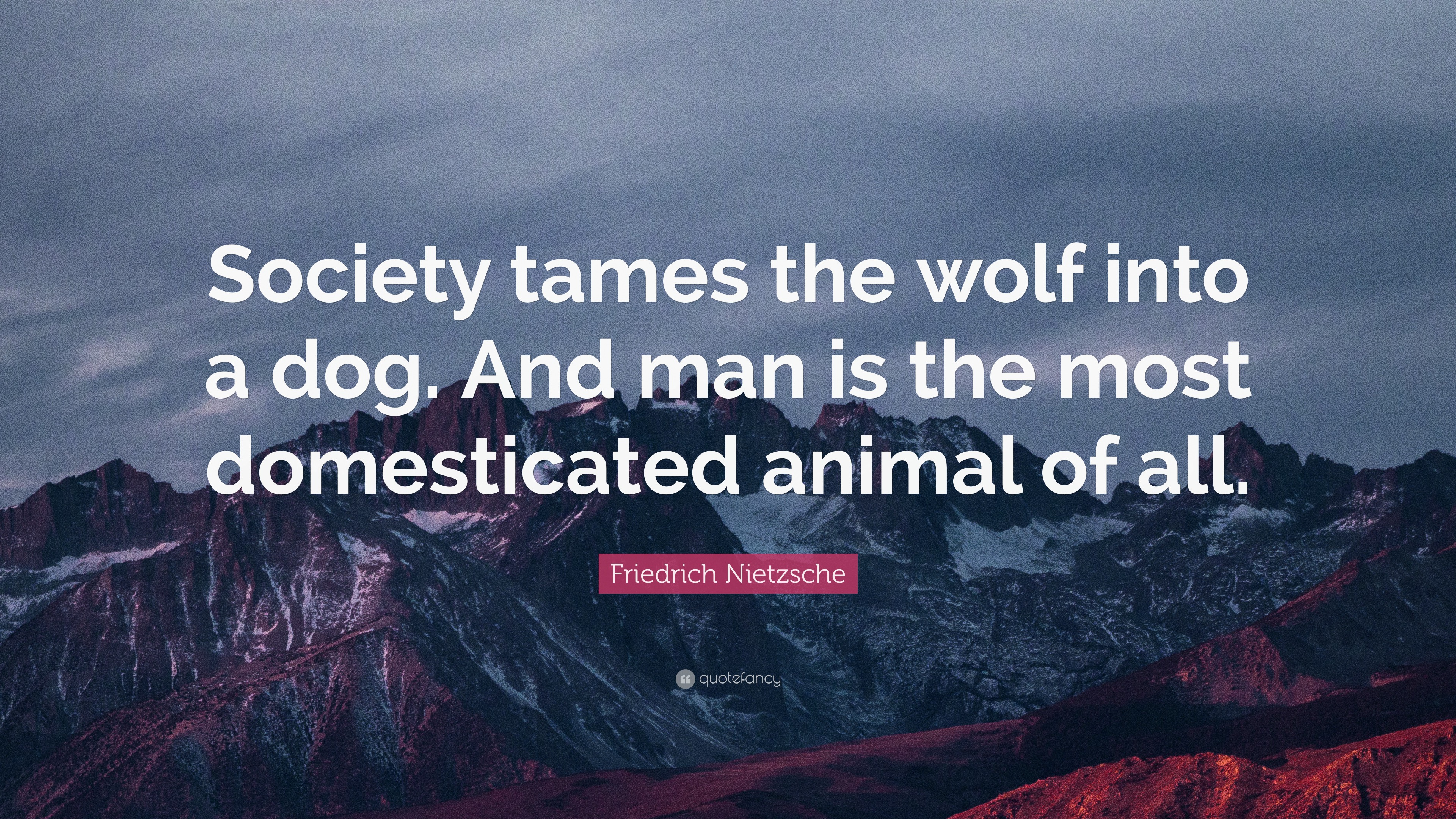 Friedrich Nietzsche Quote: “Society tames the wolf into a dog. And man ...