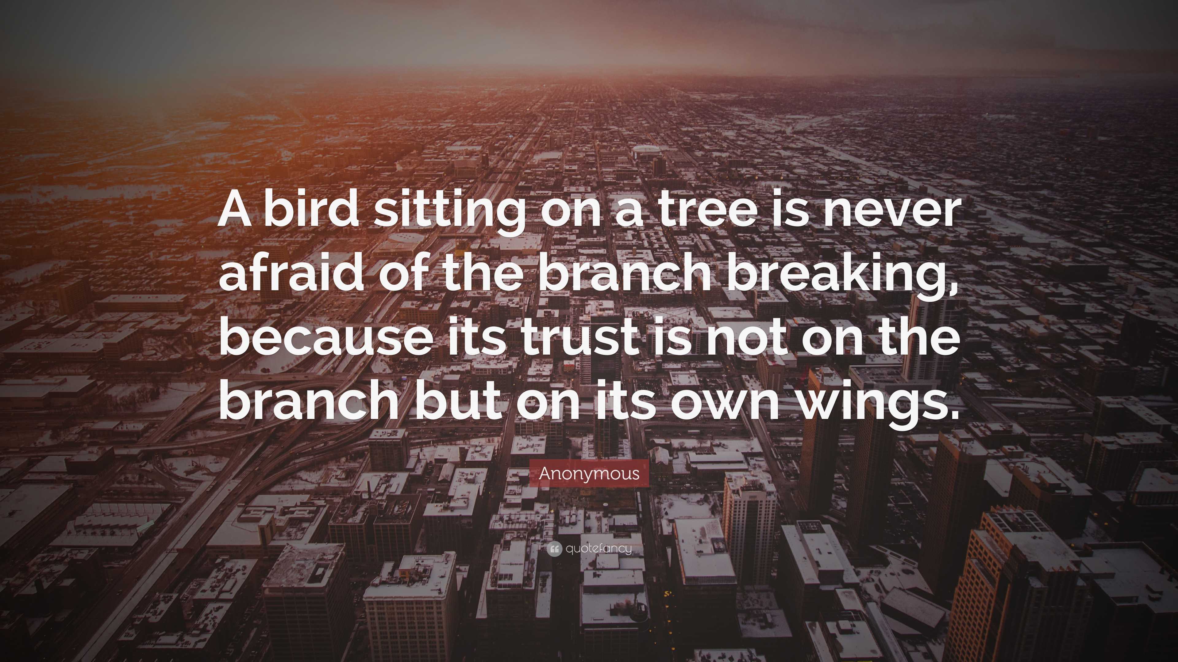 Anonymous Quote: “A bird sitting on a tree is never afraid of the ...