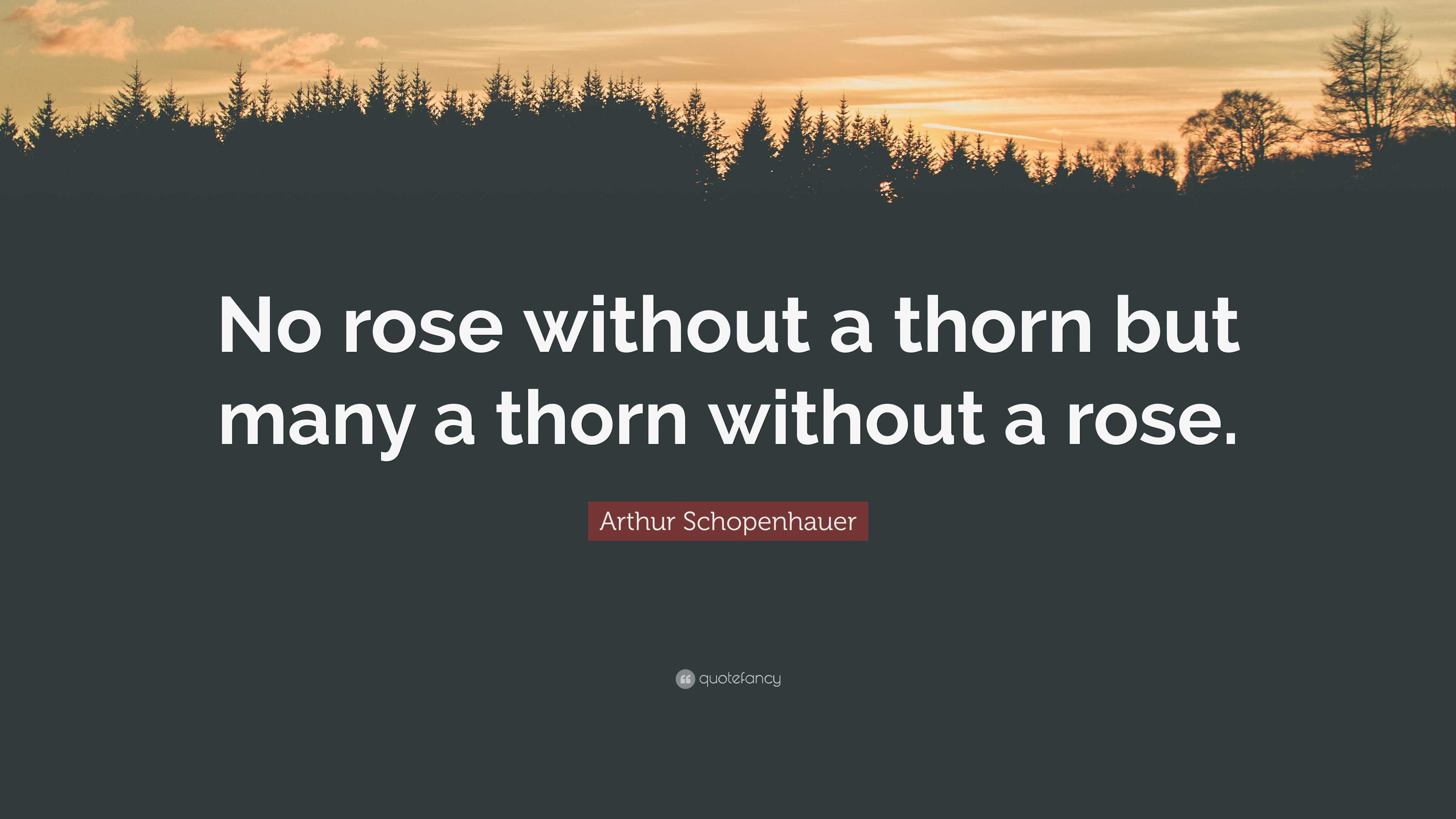 Arthur Schopenhauer Quote: “No rose without a thorn but many a thorn ...