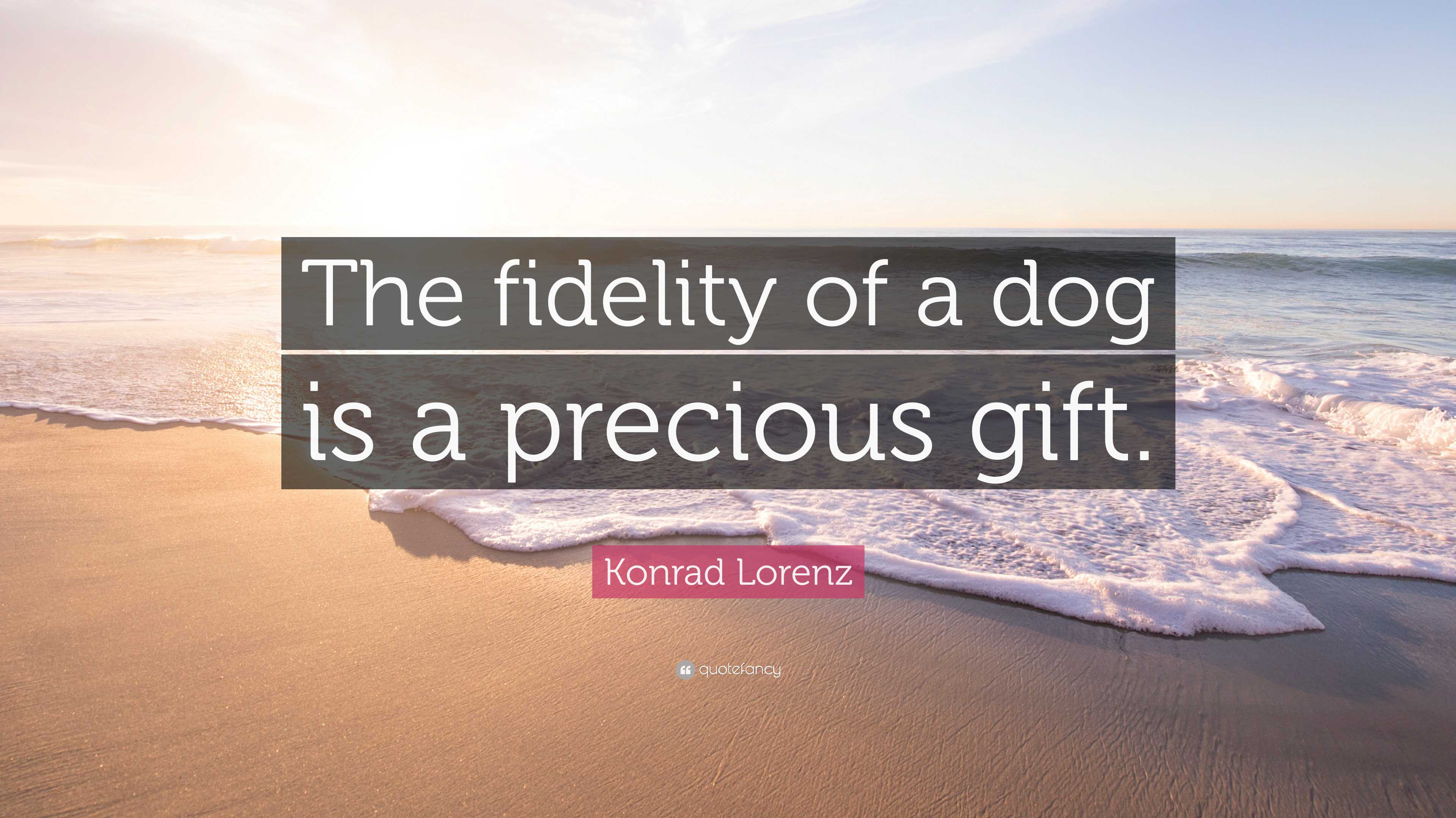 Konrad Lorenz Quote: “The fidelity of a dog is a precious gift.”