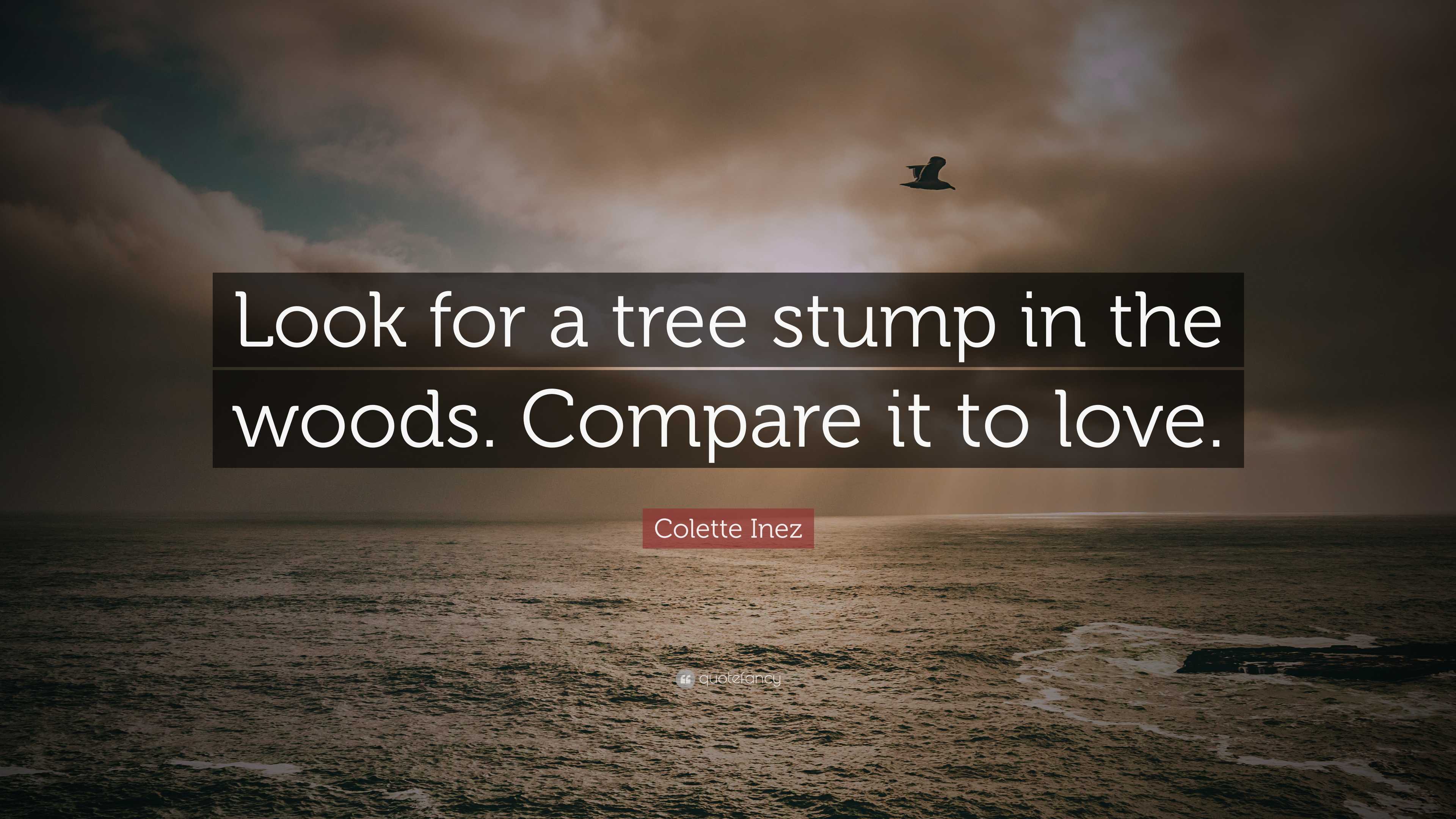 Colette Inez Quote: “Look for a tree stump in the woods. Compare it to ...