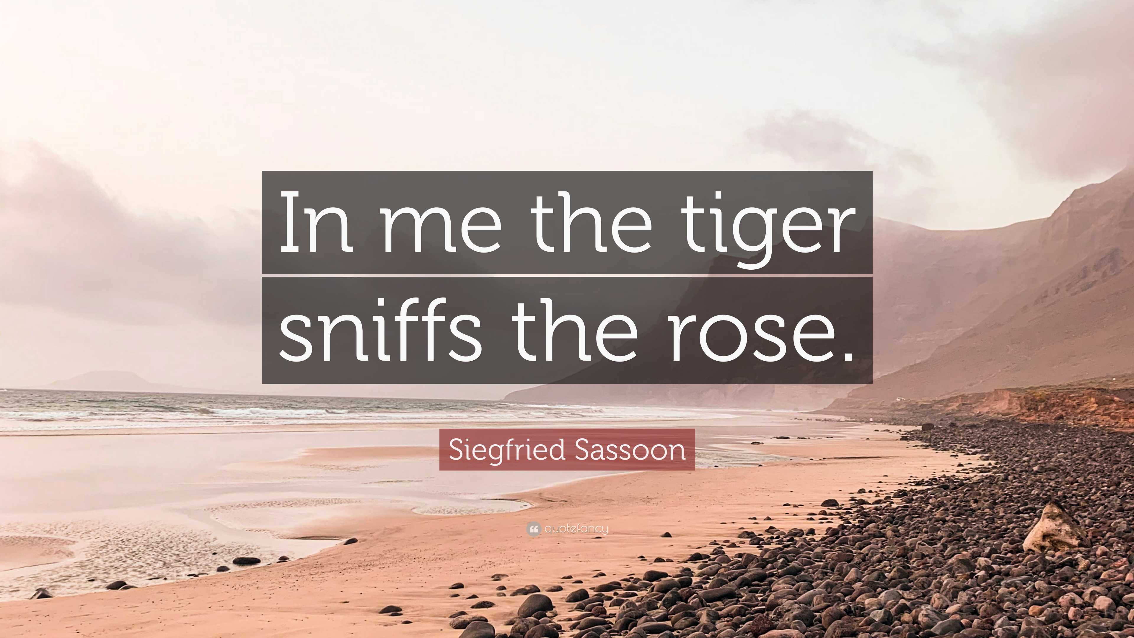Siegfried Sassoon Quote: “In me the tiger sniffs the rose.”