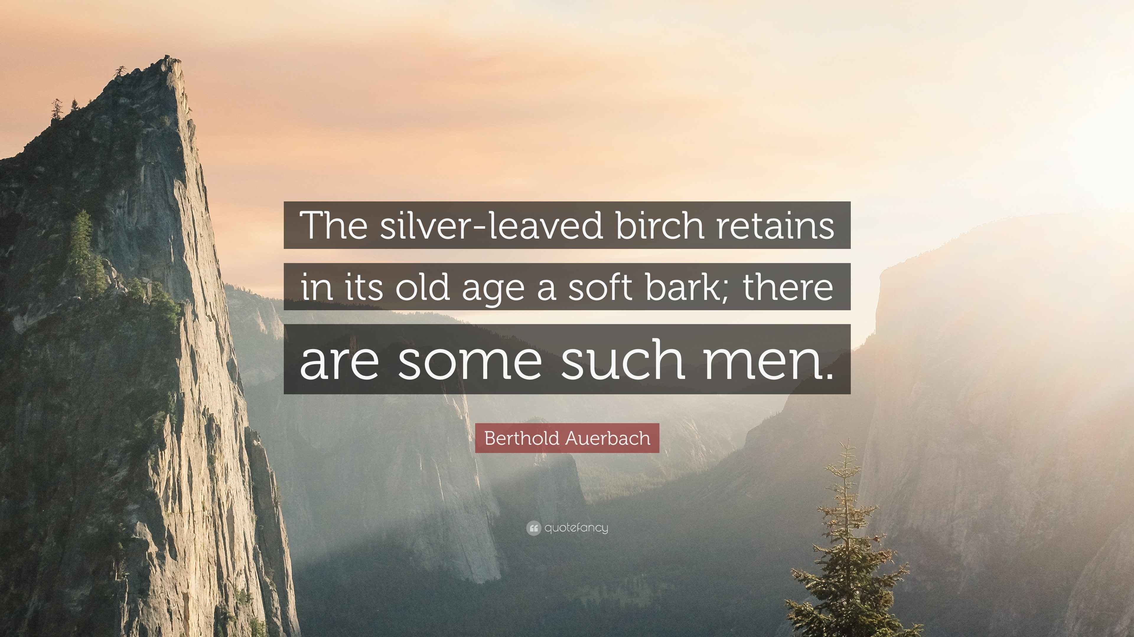 Berthold Auerbach Quote: “The silver-leaved birch retains in its old ...