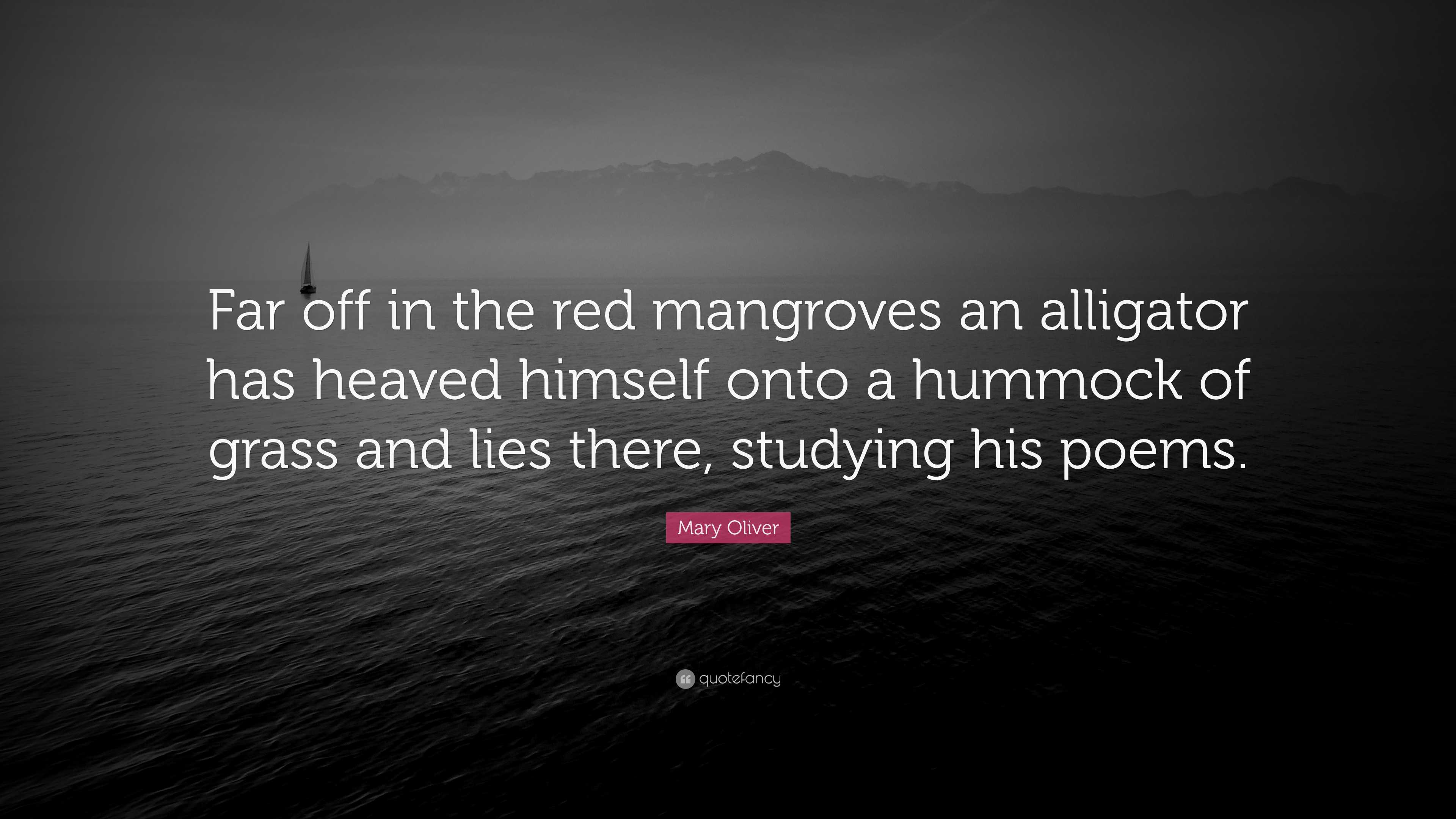 Mary Oliver Quote: “Far off in the red mangroves an alligator has ...