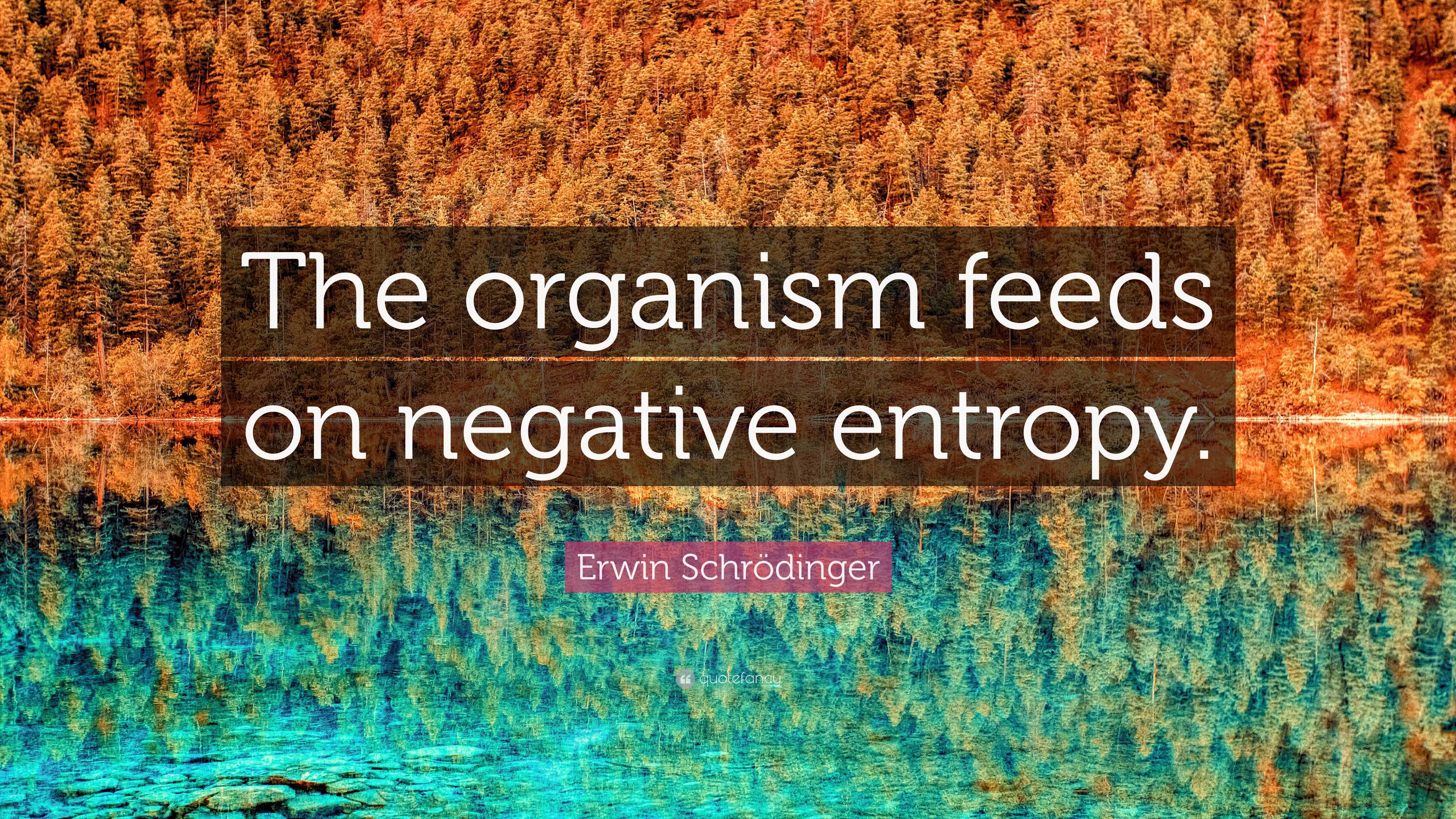 Erwin Schrödinger Quote: “The organism feeds on negative entropy.”