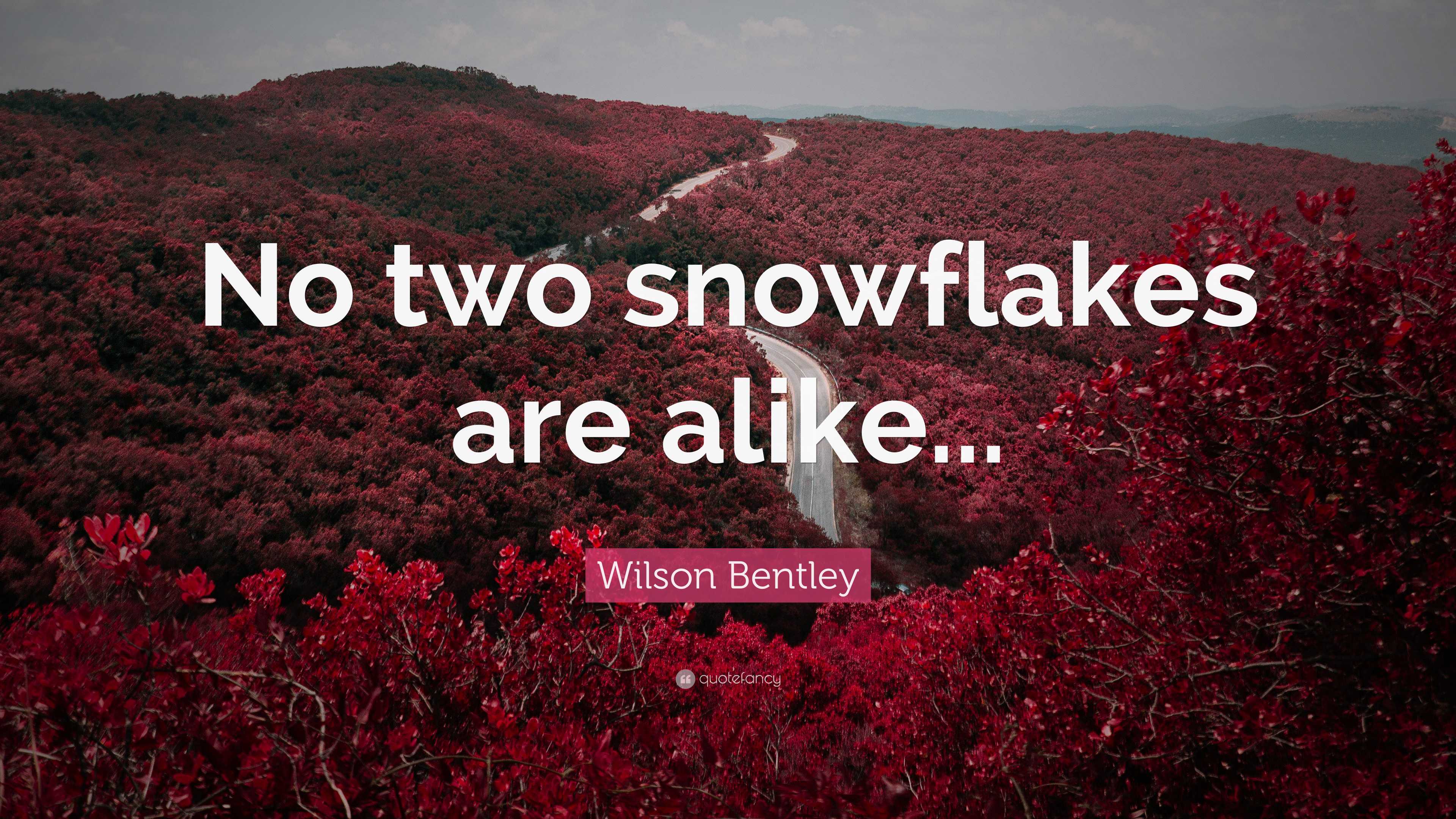 Wilson Bentley Quote: “No two snowflakes are alike...”
