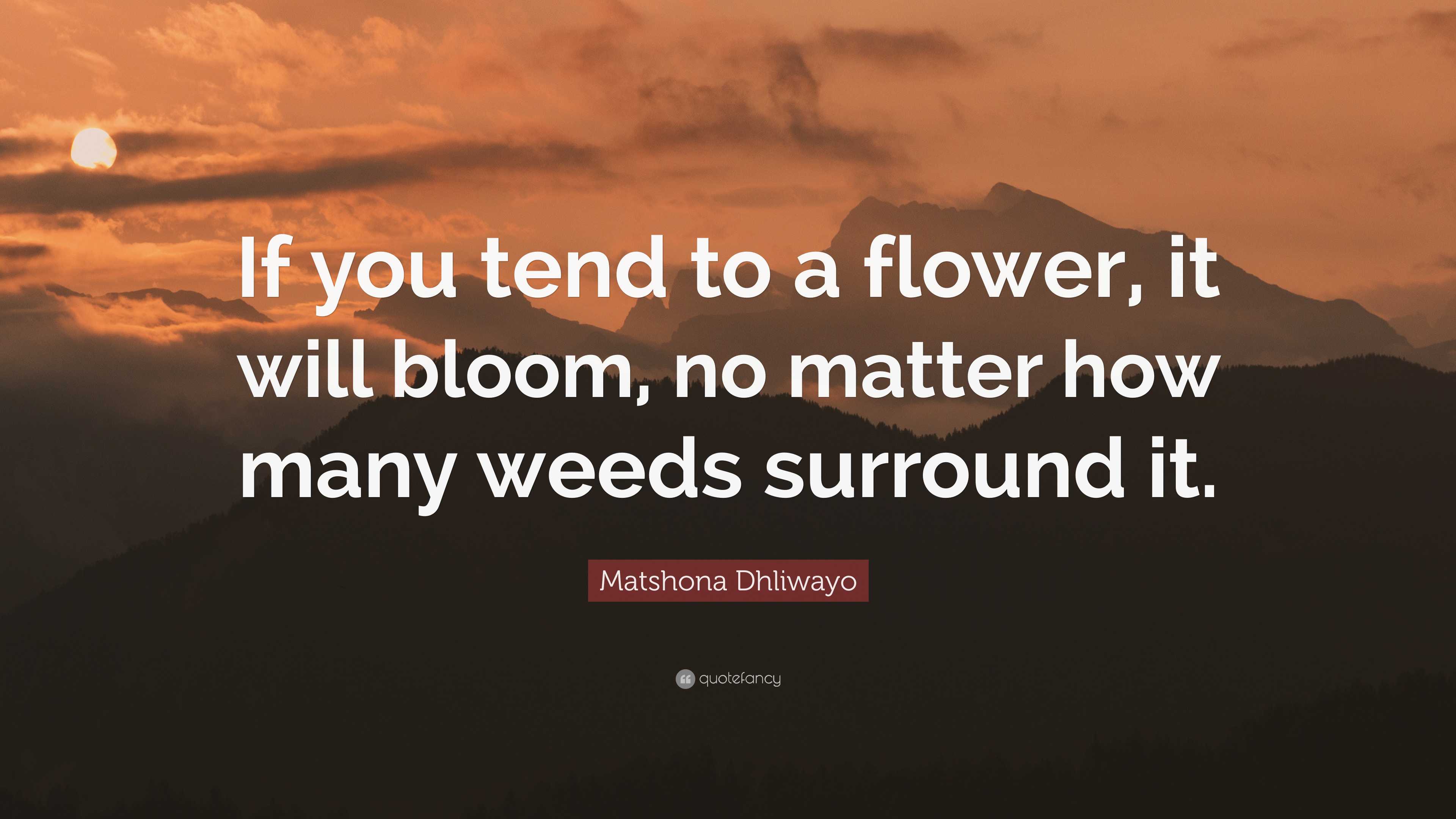 Matshona Dhliwayo Quote: “If you tend to a flower, it will bloom, no ...