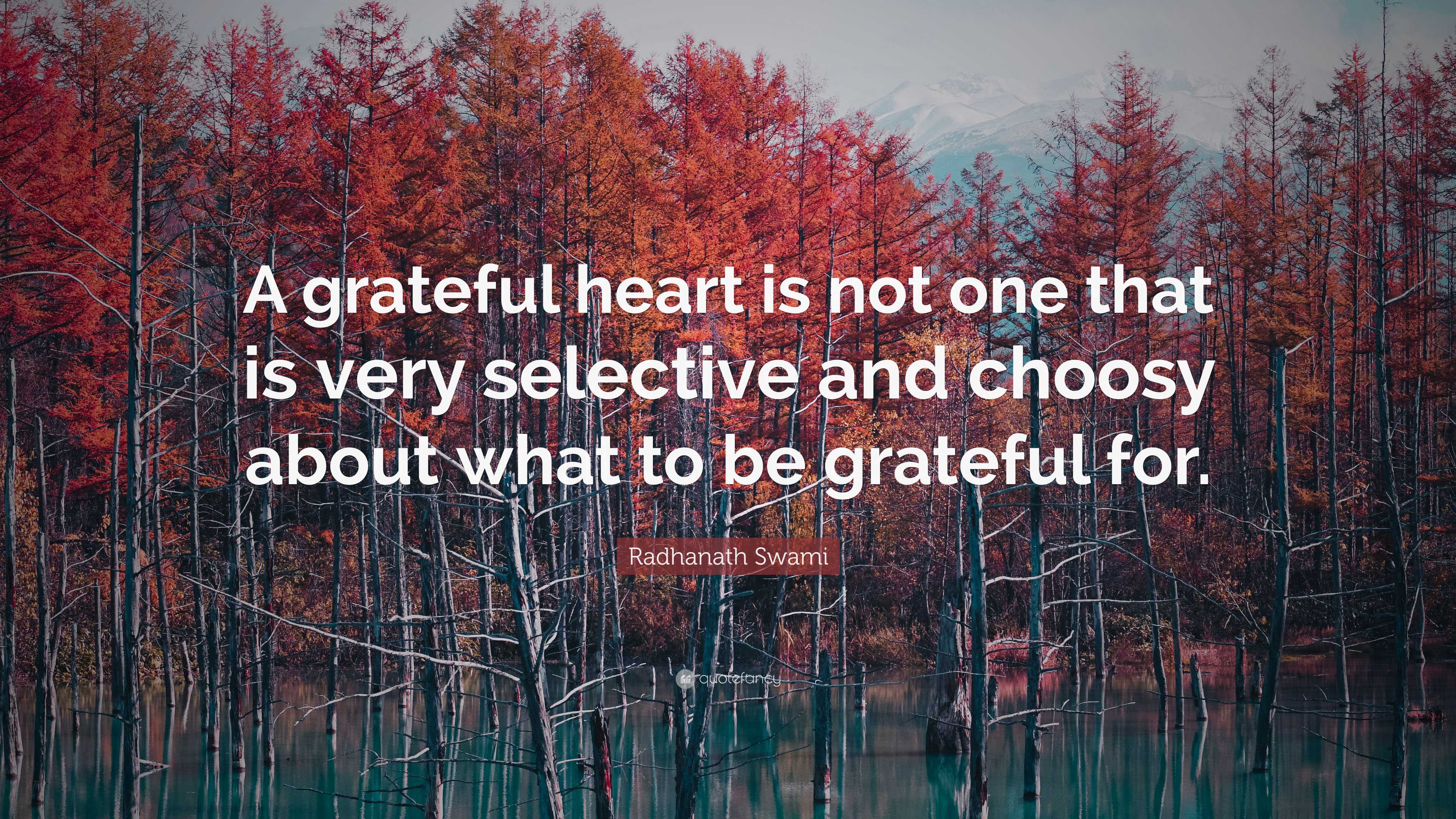 Radhanath Swami Quote: “A grateful heart is not one that is very ...
