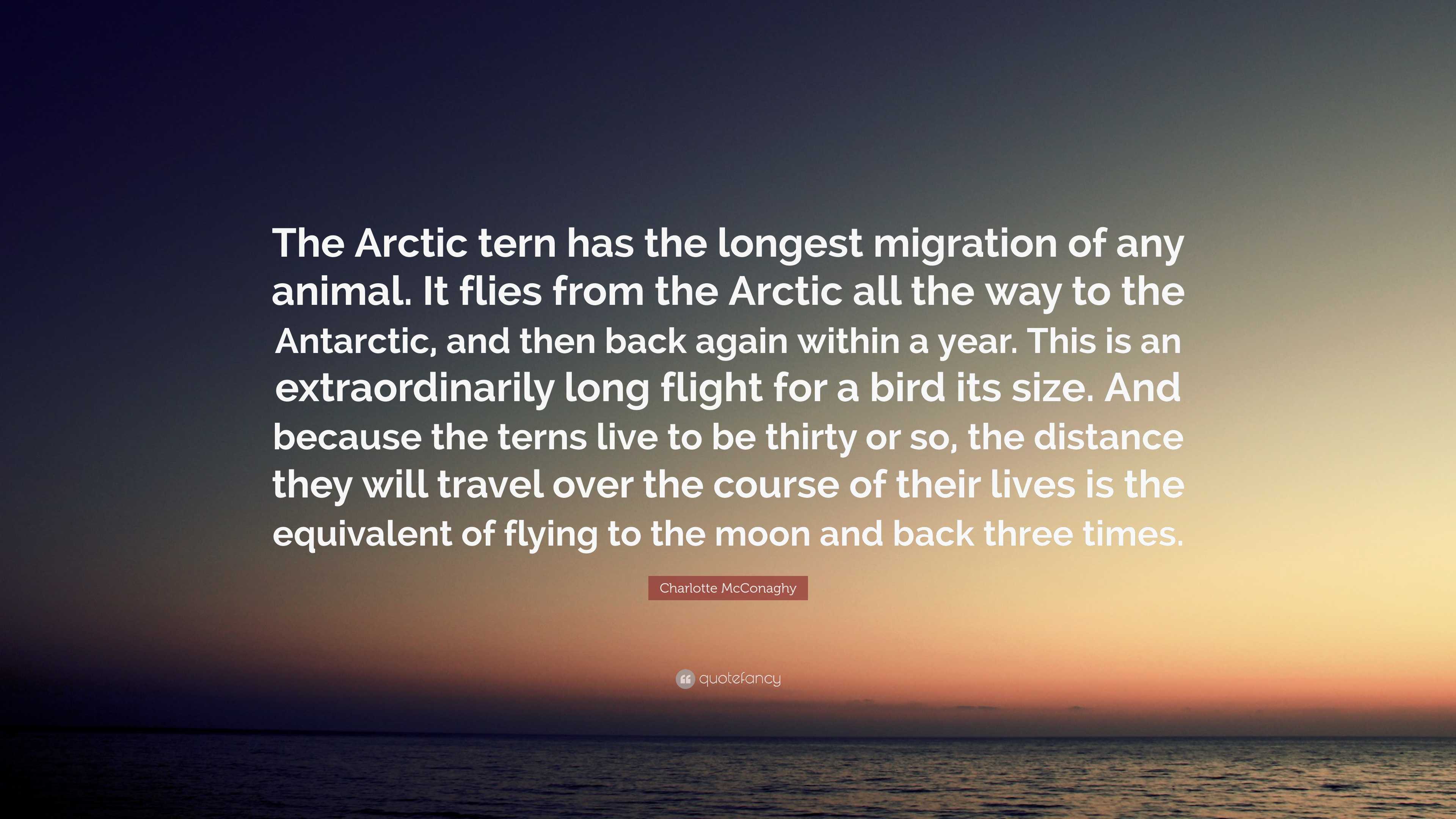 Charlotte McConaghy Quote: “The Arctic tern has the longest migration ...