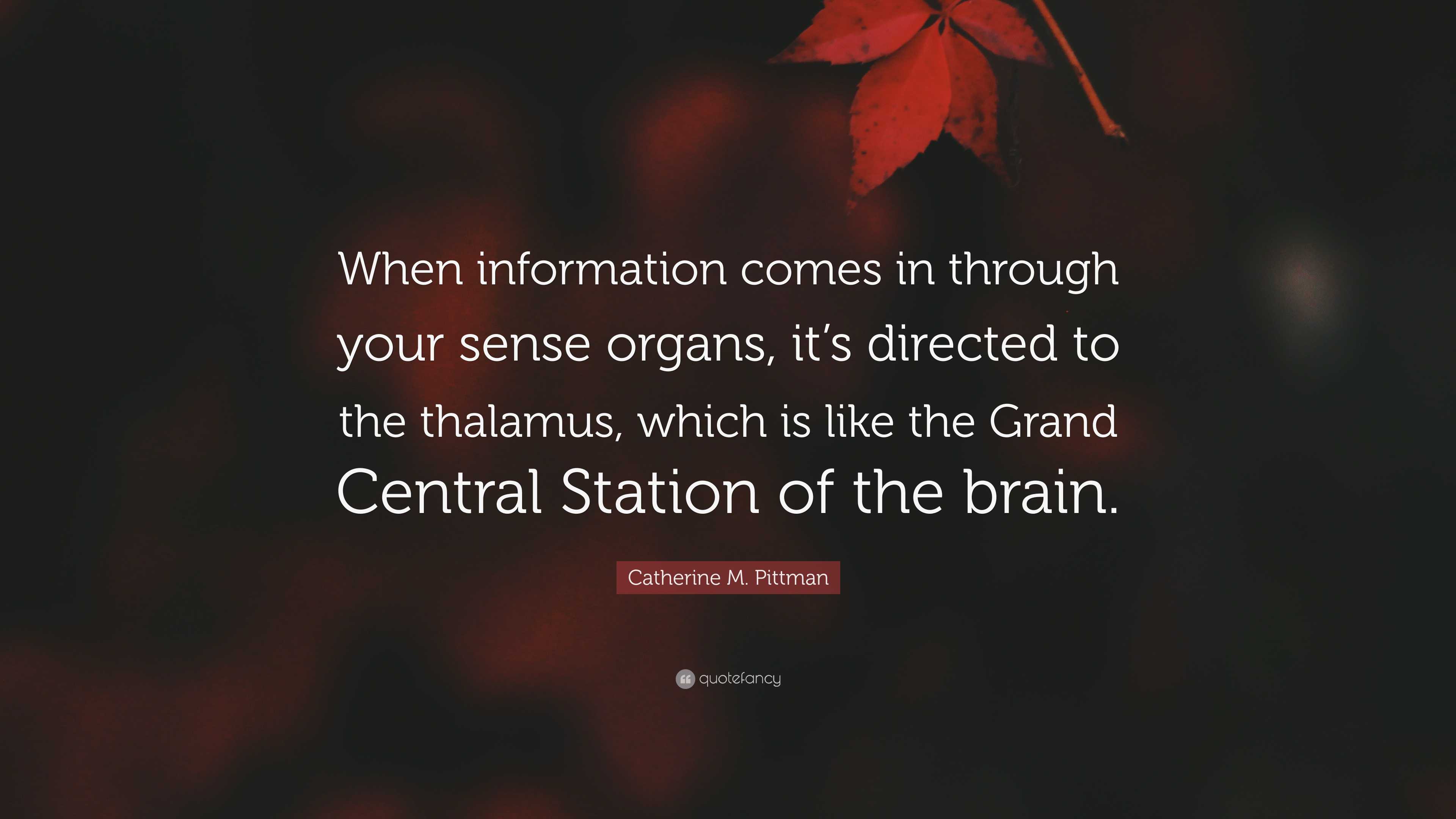 Catherine M. Pittman Quote: “When information comes in through your ...