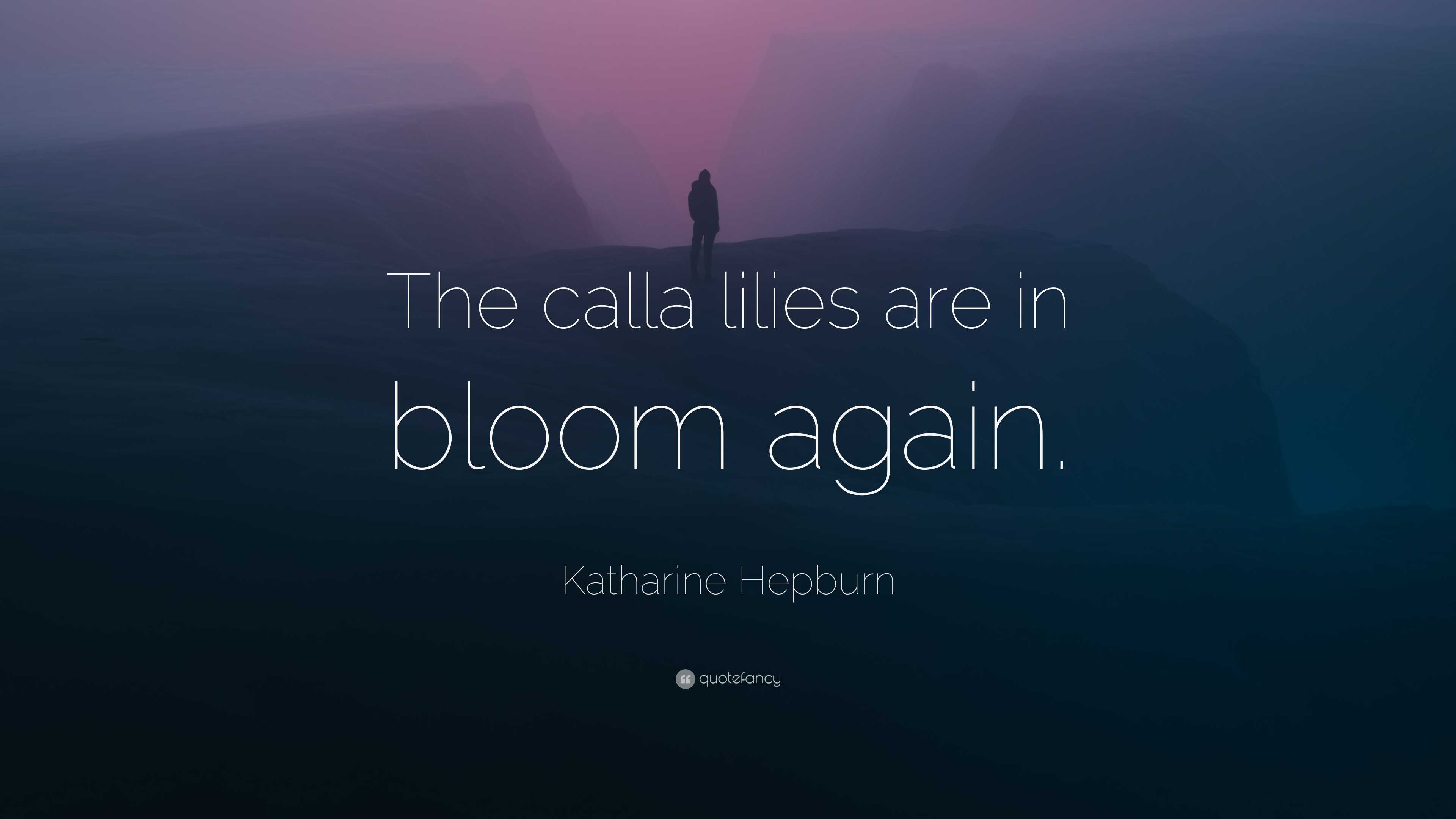 Katharine Hepburn Quote: “The calla lilies are in bloom again.”