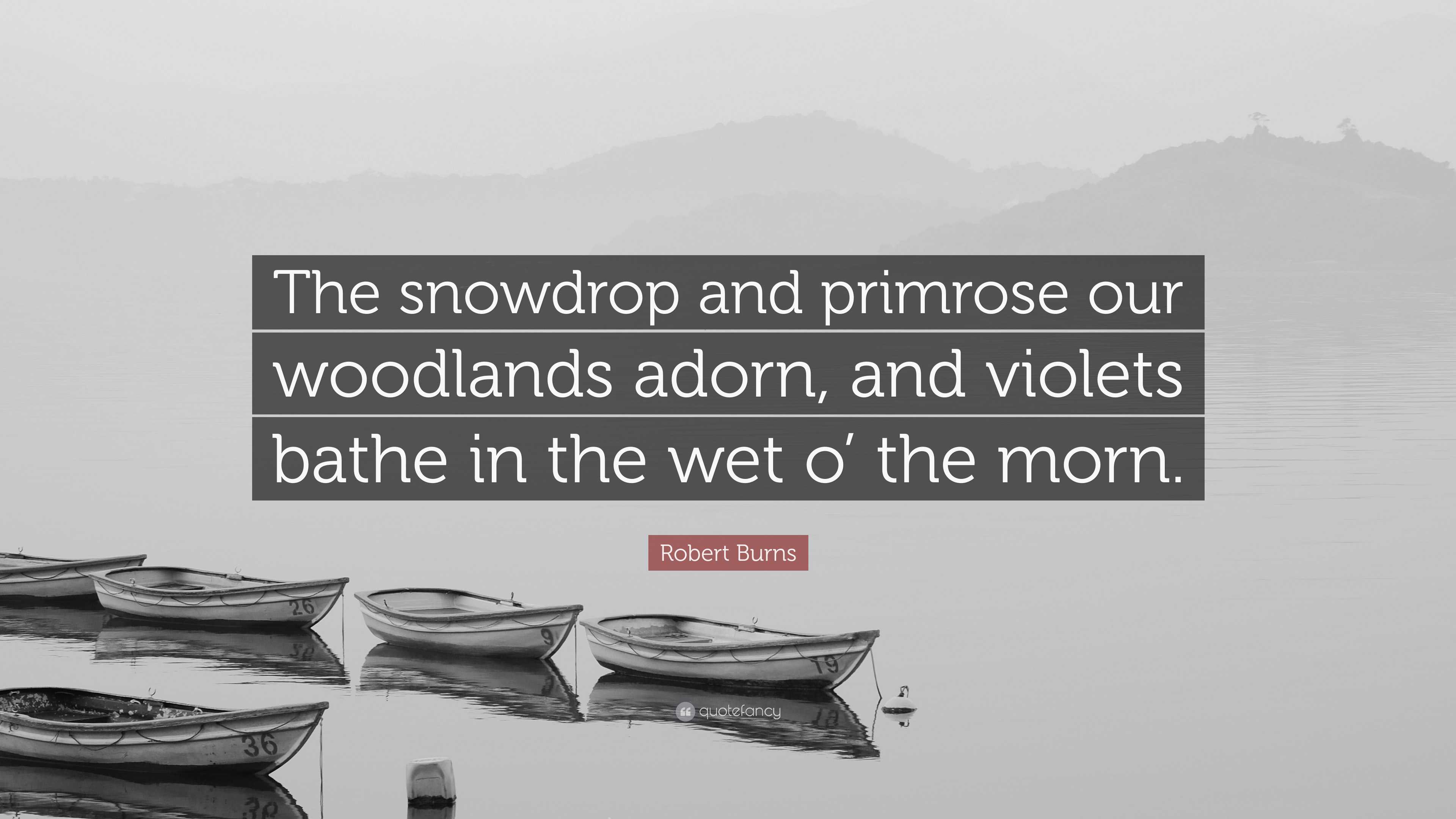 Robert Burns Quote: “The snowdrop and primrose our woodlands adorn, and ...