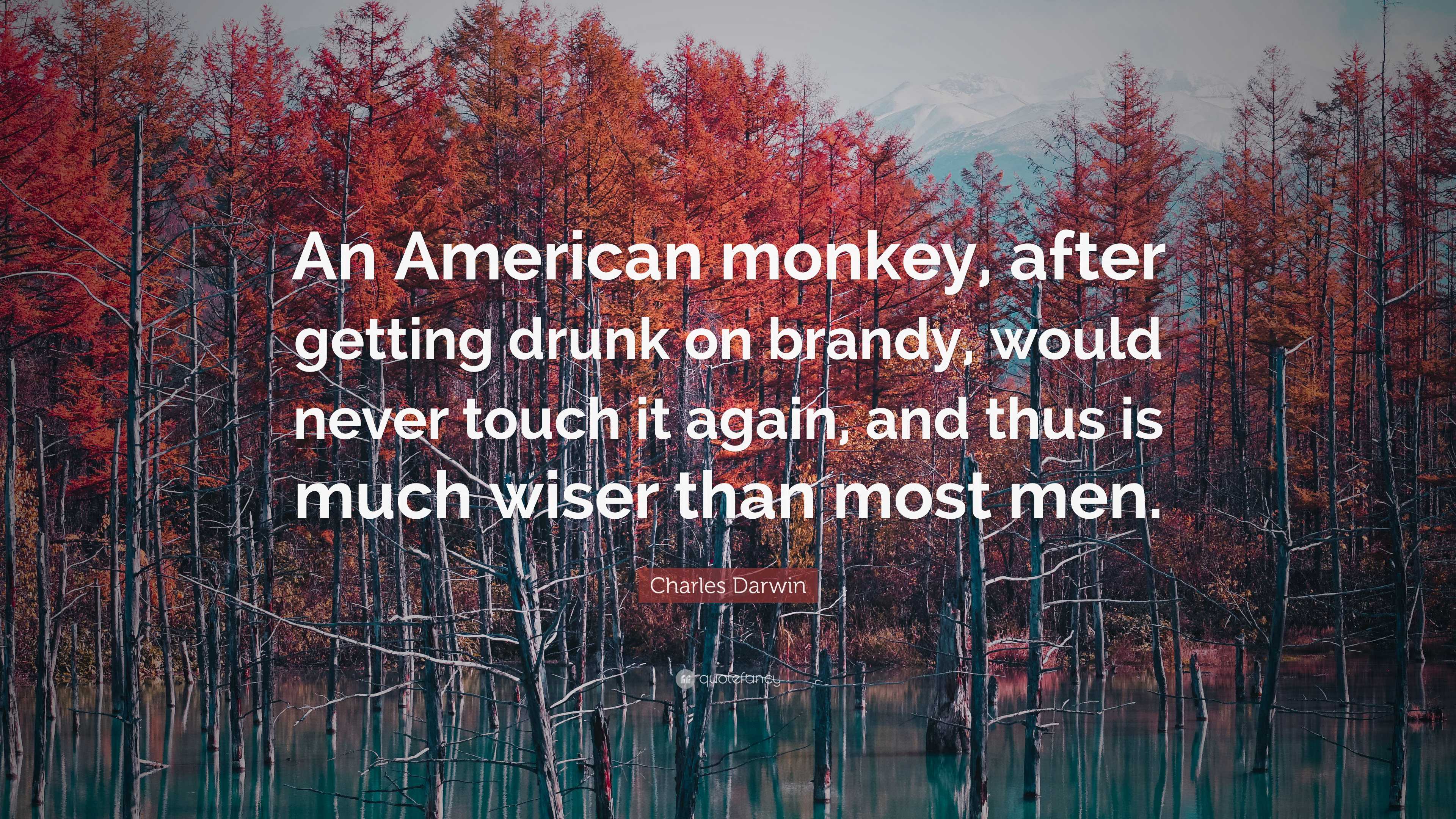 Charles Darwin Quote: “An American monkey, after getting drunk on ...