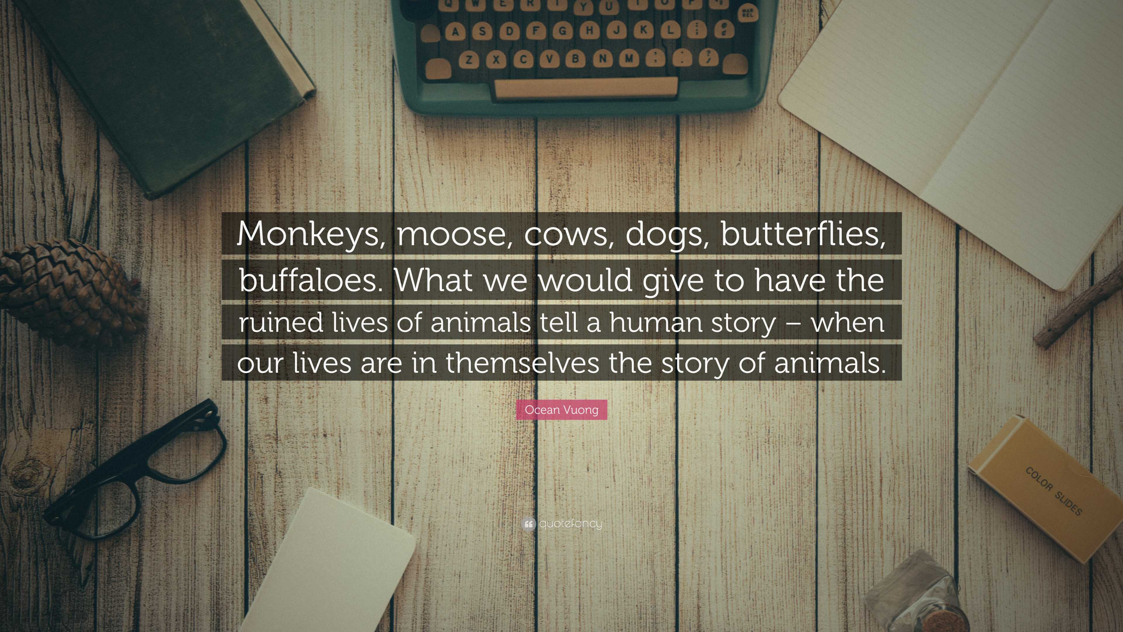 Ocean Vuong Quote: “Monkeys, moose, cows, dogs, butterflies, buffaloes ...