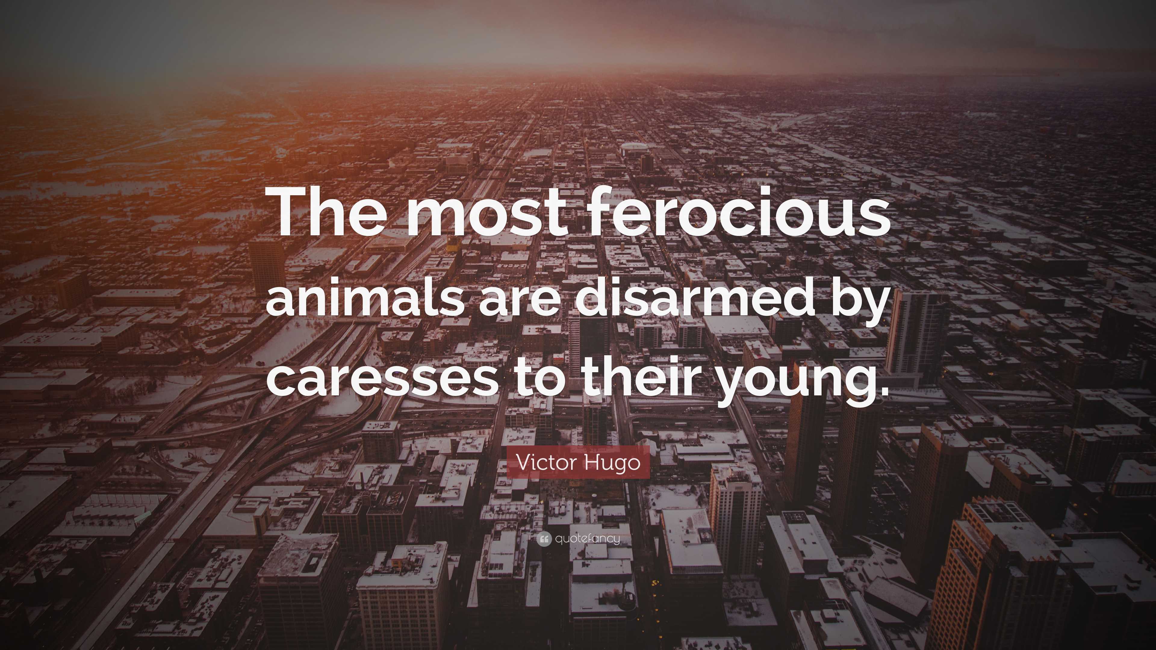 Victor Hugo Quote: “The most ferocious animals are disarmed by caresses ...