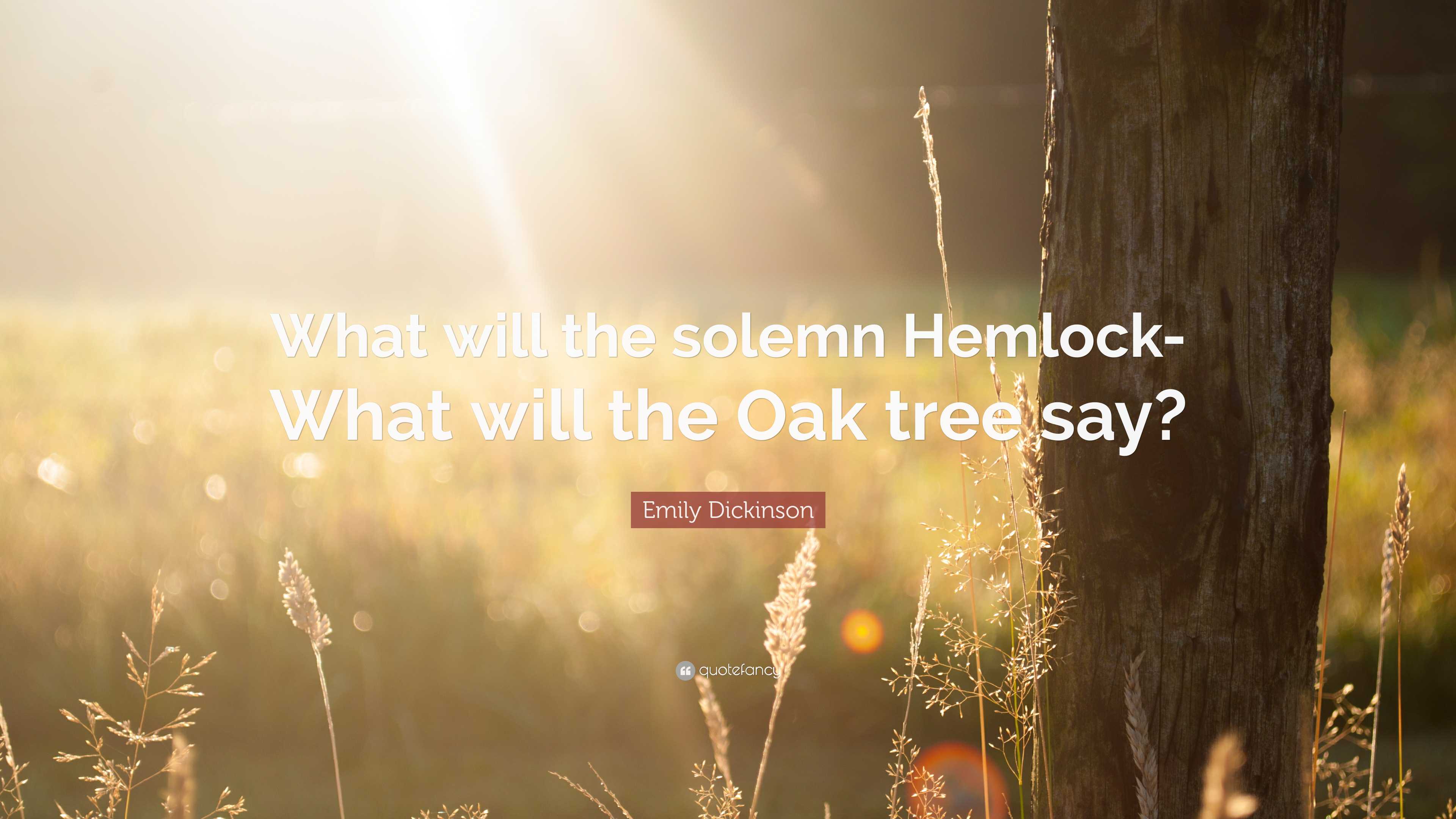Emily Dickinson Quote: “What will the solemn Hemlock- What will the Oak ...