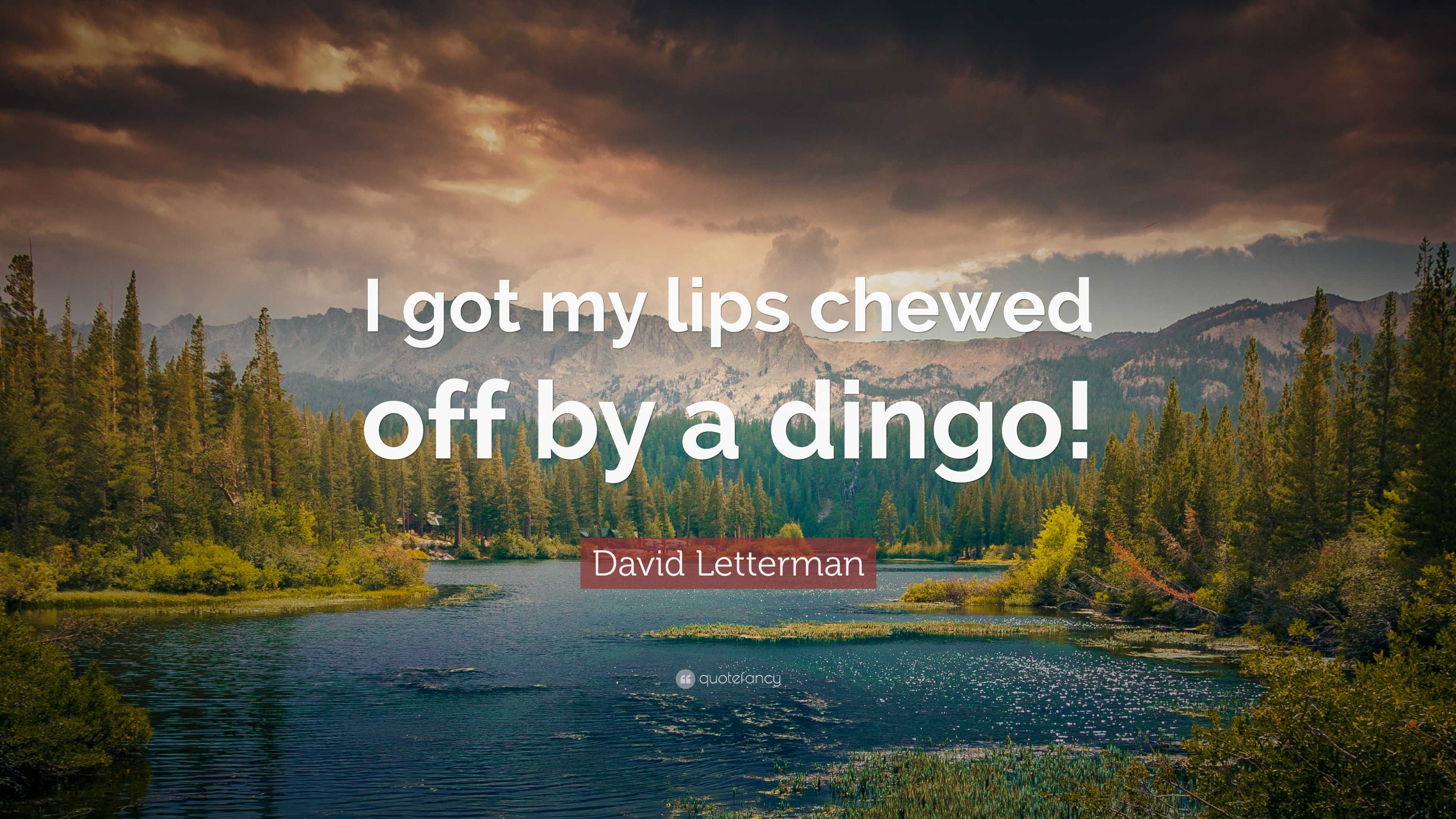 David Letterman Quote: “I got my lips chewed off by a dingo!”