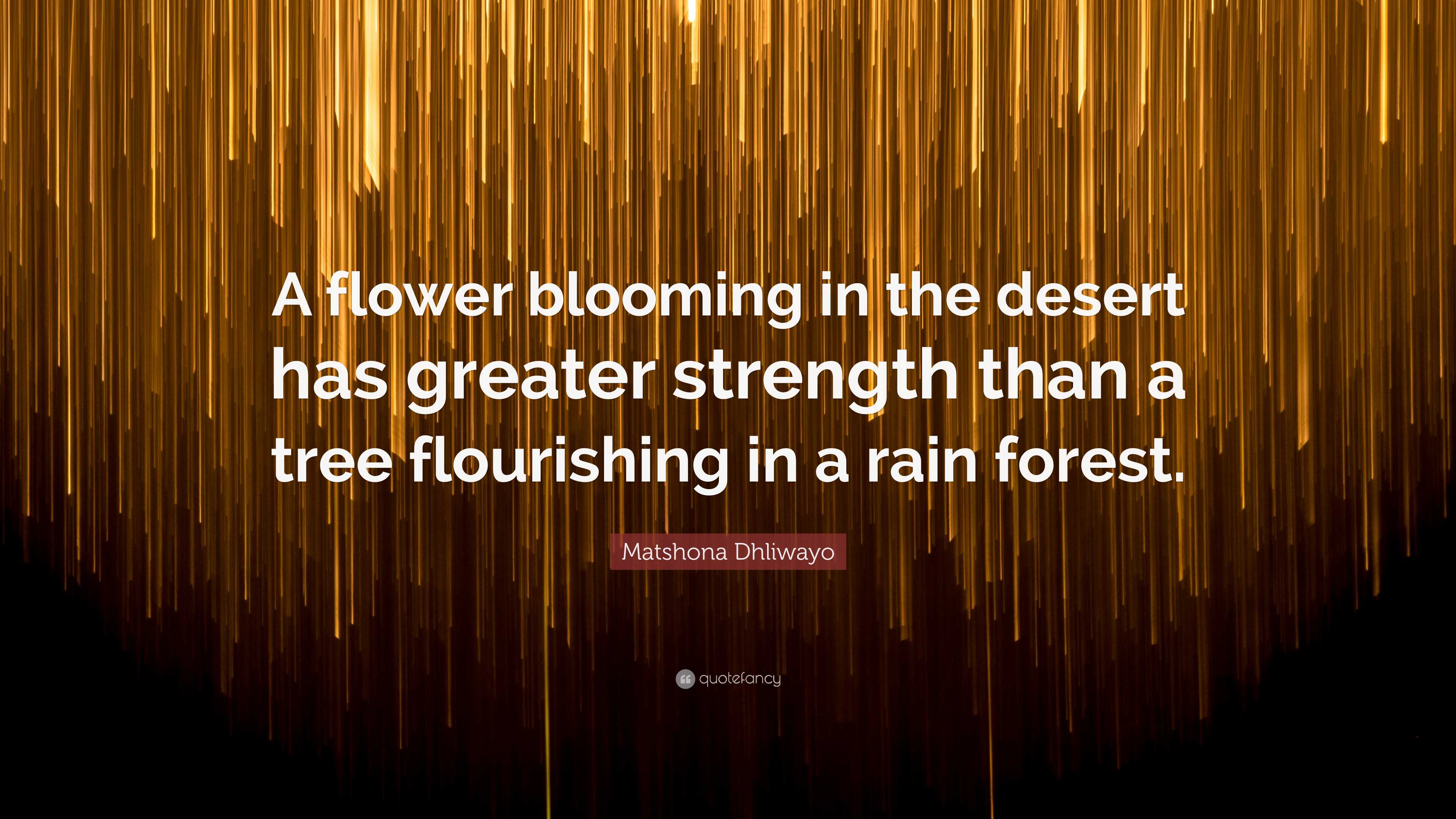 Matshona Dhliwayo Quote: “A flower blooming in the desert has greater ...