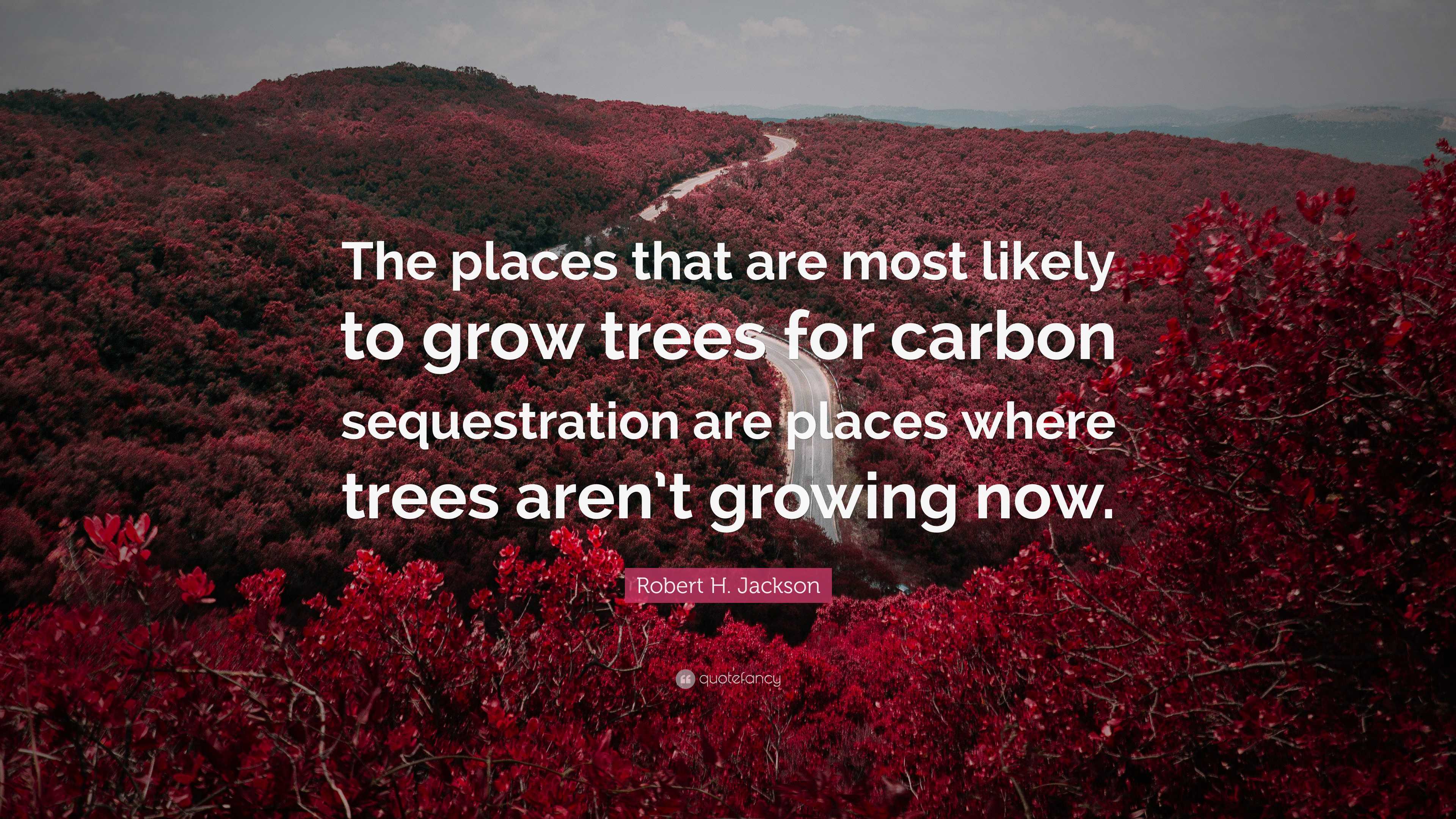Robert H. Jackson Quote: “The places that are most likely to grow trees ...