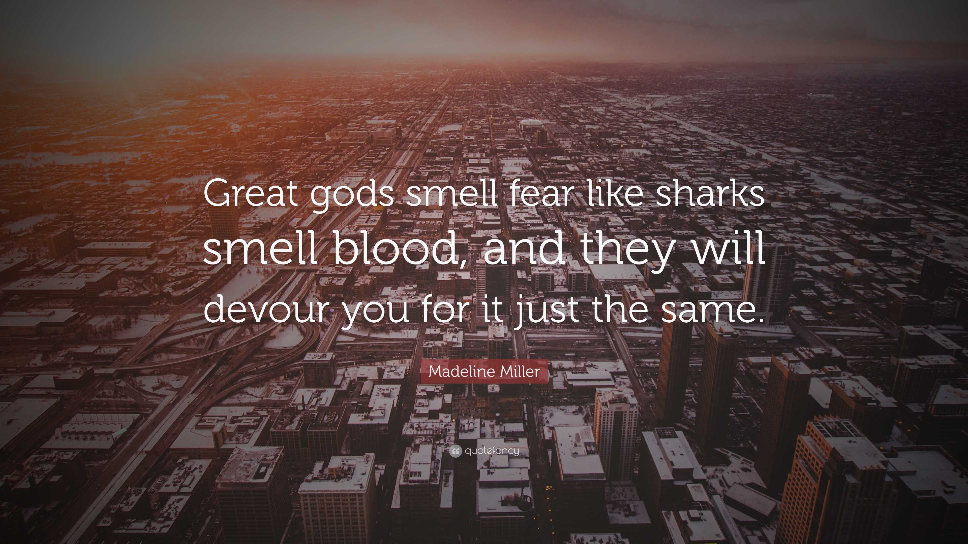 Madeline Miller Quote: “Great gods smell fear like sharks smell blood ...