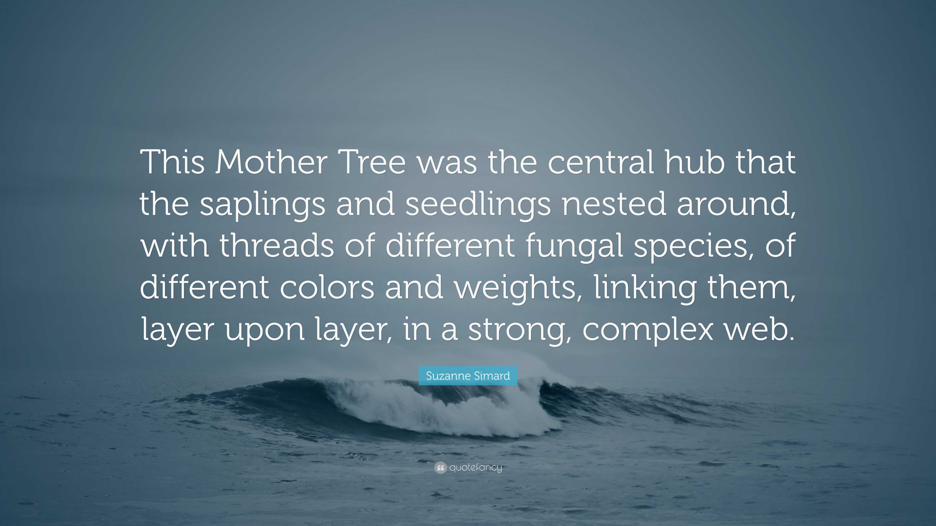 Suzanne Simard Quote: “This Mother Tree was the central hub that the ...