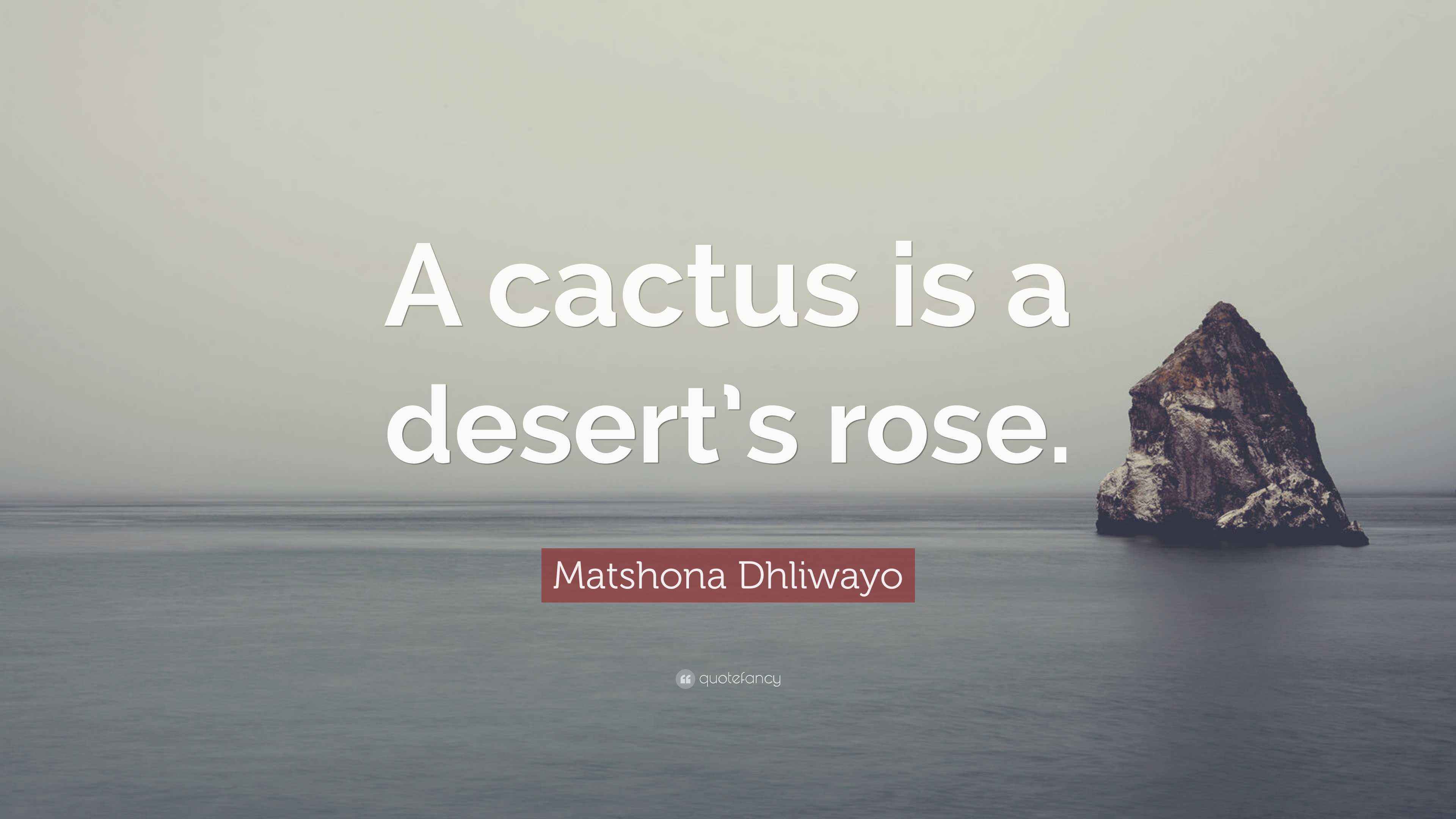 Matshona Dhliwayo Quote: “A cactus is a desert’s rose.”