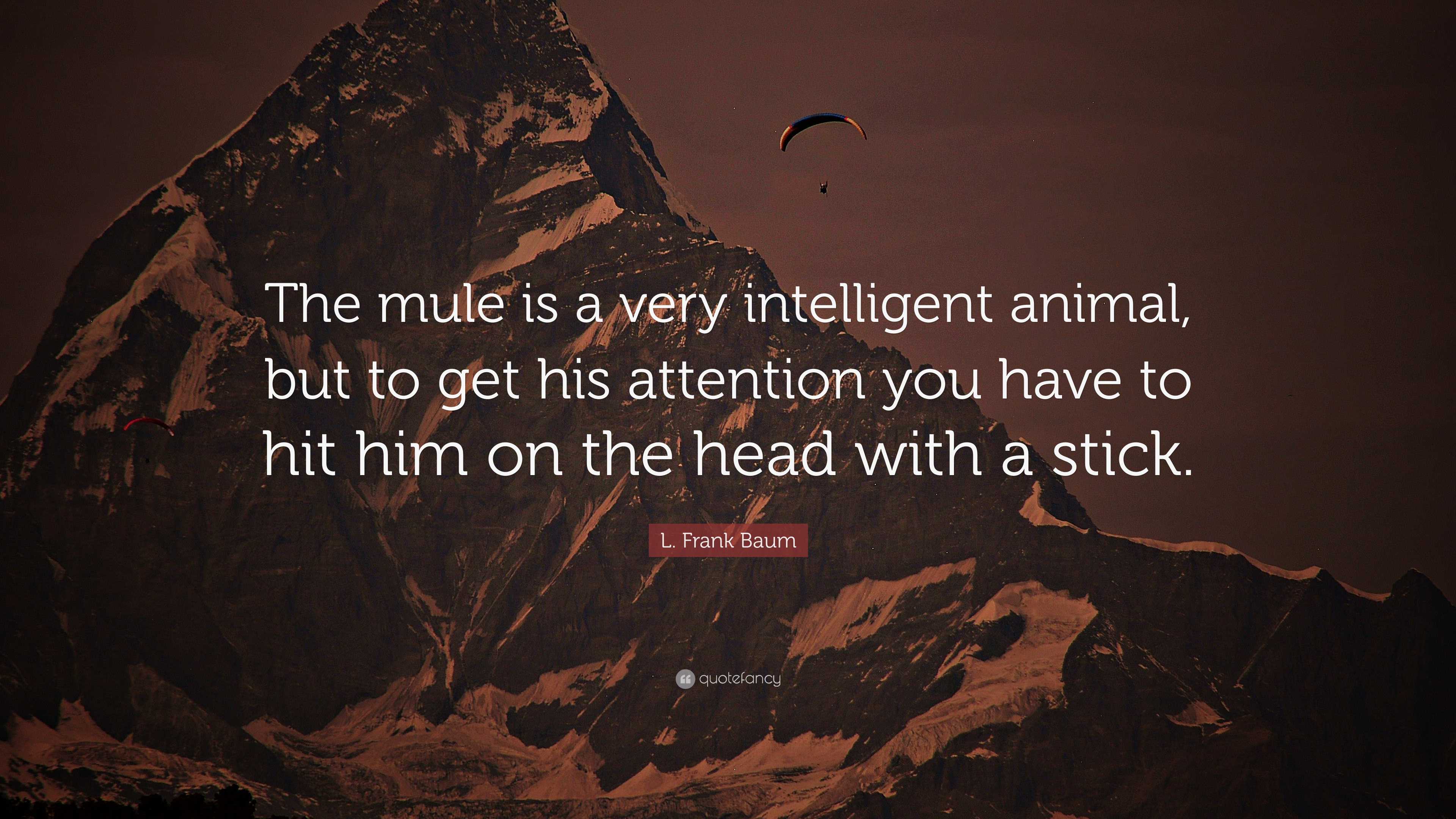 L. Frank Baum Quote: “The mule is a very intelligent animal, but to get ...
